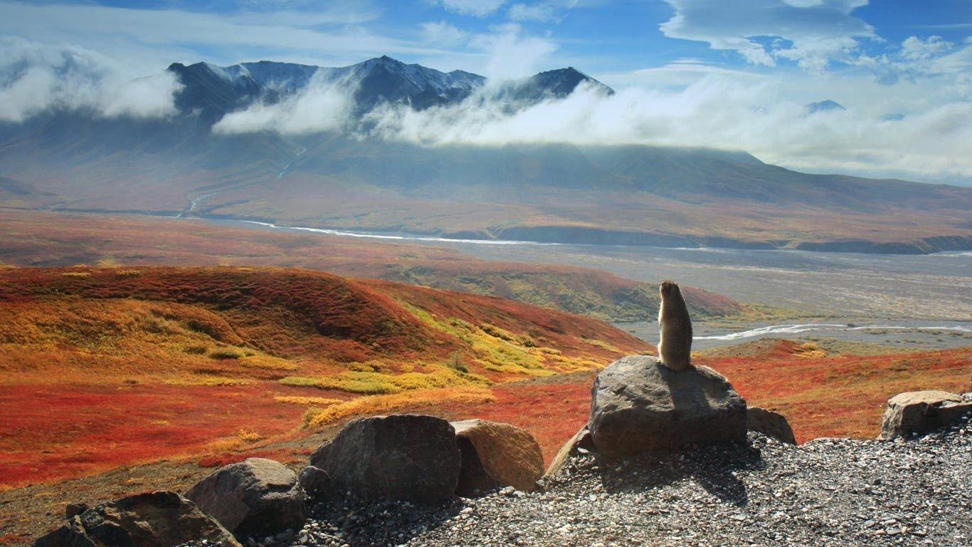 Denali National Park Wallpapers - Top Free Denali National Park ...