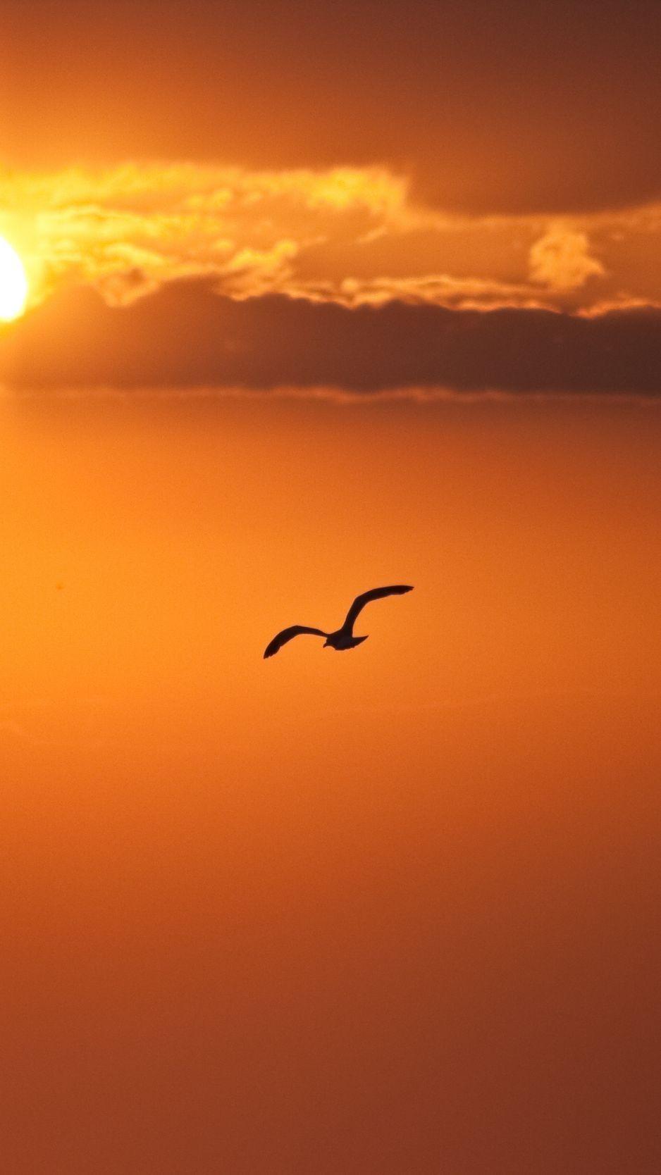 Freedom iPhone Wallpapers - Top Free Freedom iPhone Backgrounds ...