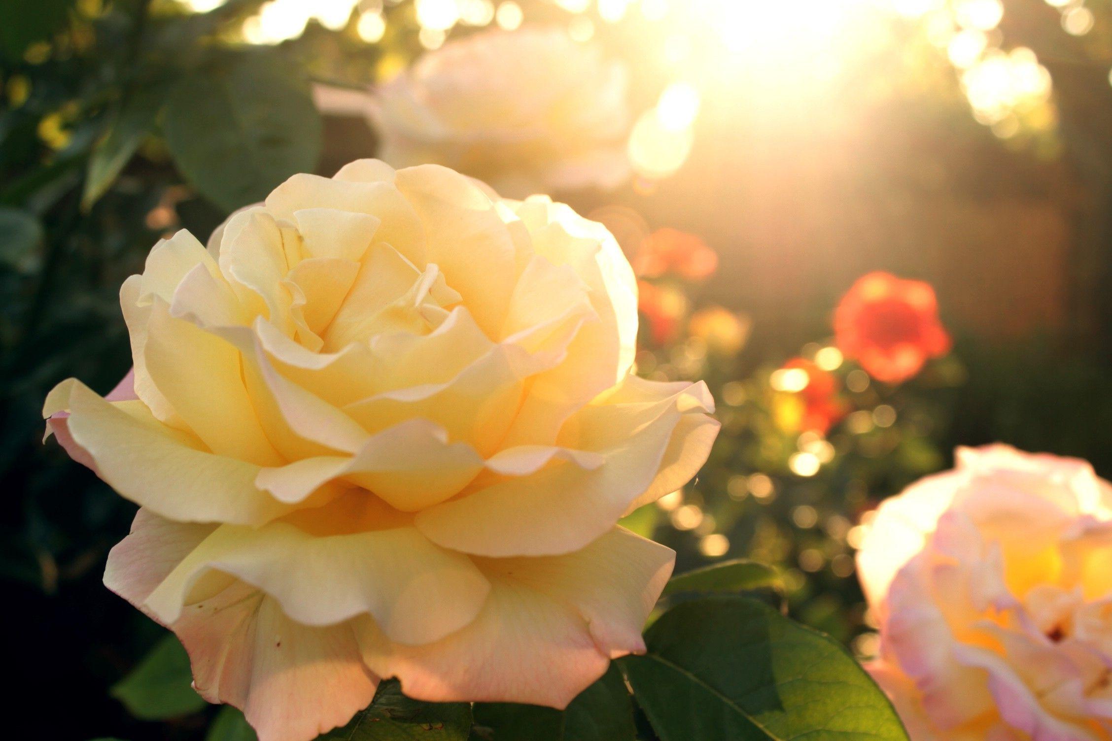 2256X1504 Resolution Wallpapers - Top Free 2256X1504 Resolution ...