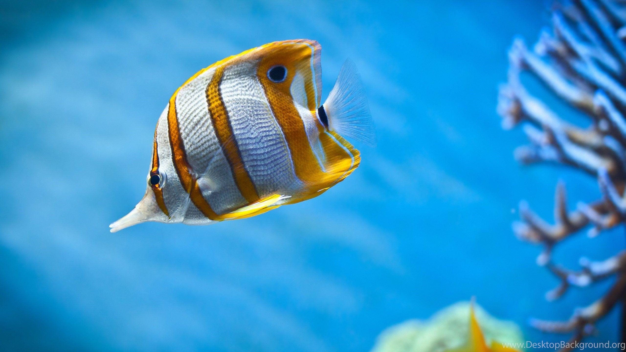 Cool Fish Wallpapers - Top Free Cool Fish Backgrounds - WallpaperAccess