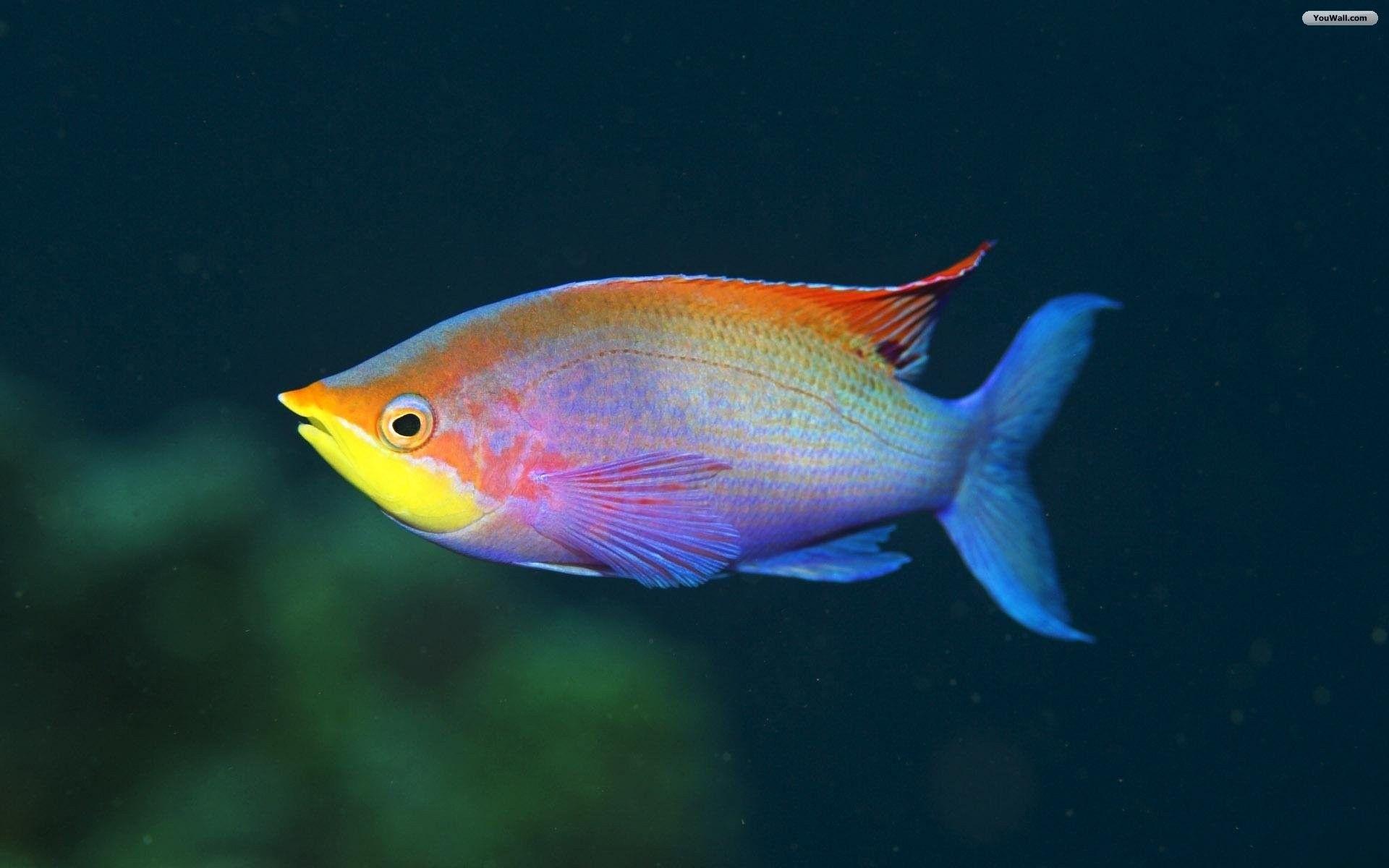 Cool Fish Wallpapers - Top Free Cool Fish Backgrounds - WallpaperAccess