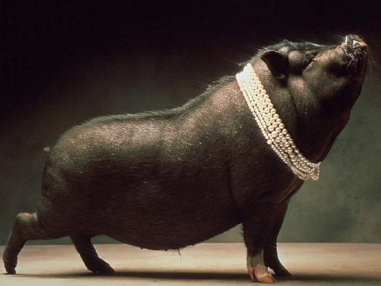 Pumba Wallpapers - Top Free Pumba Backgrounds - WallpaperAccess