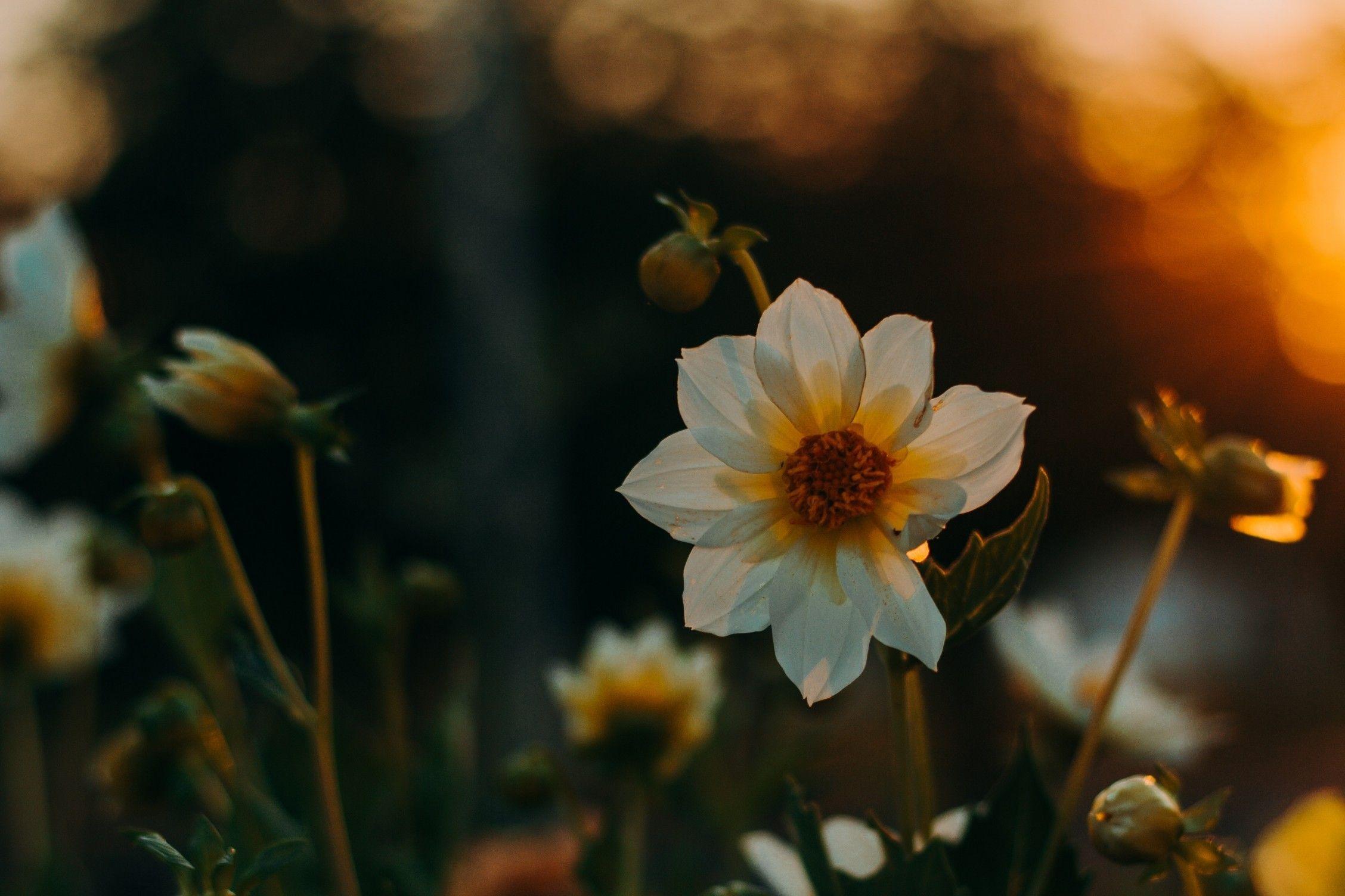 2256 X 1504 Flower Wallpapers - Top Free 2256 X 1504 Flower Backgrounds ...