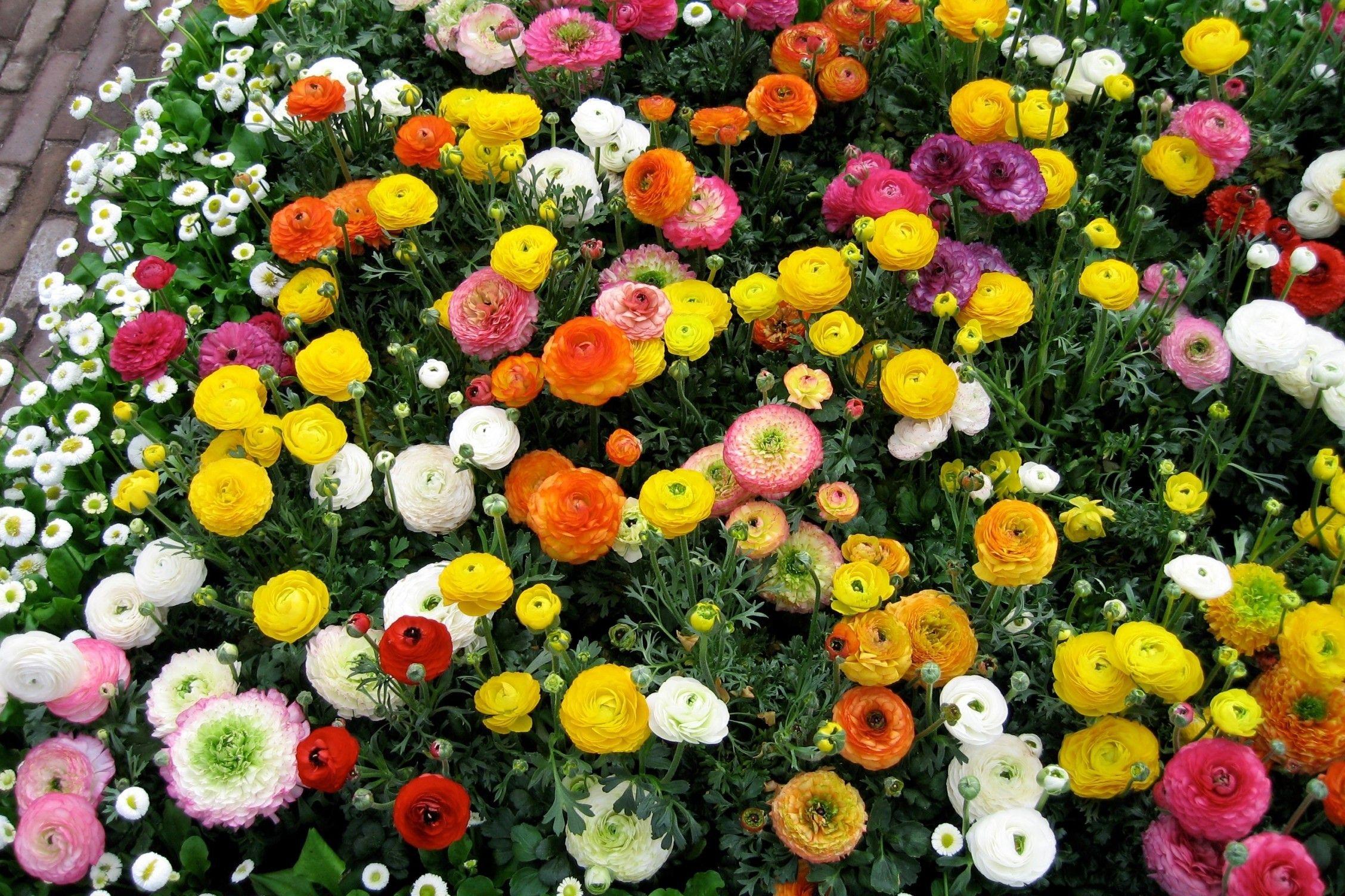 2256 X 1504 Flower Wallpapers - Top Free 2256 X 1504 Flower Backgrounds ...