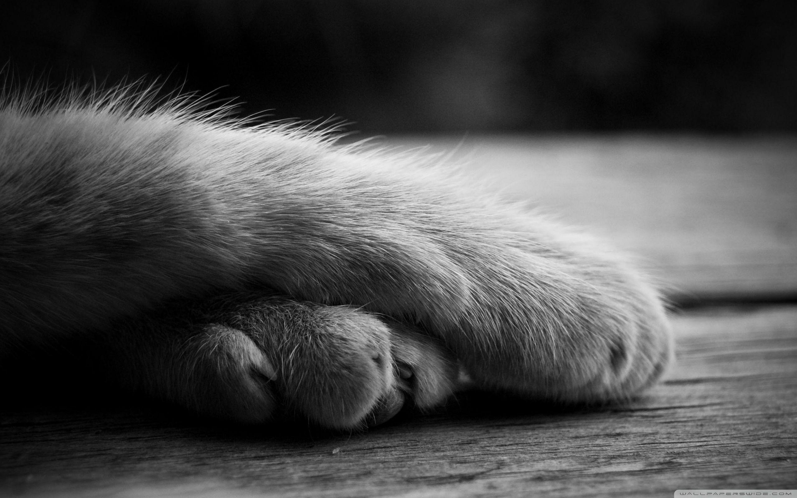 Paw Wallpapers - Top Free Paw Backgrounds - WallpaperAccess