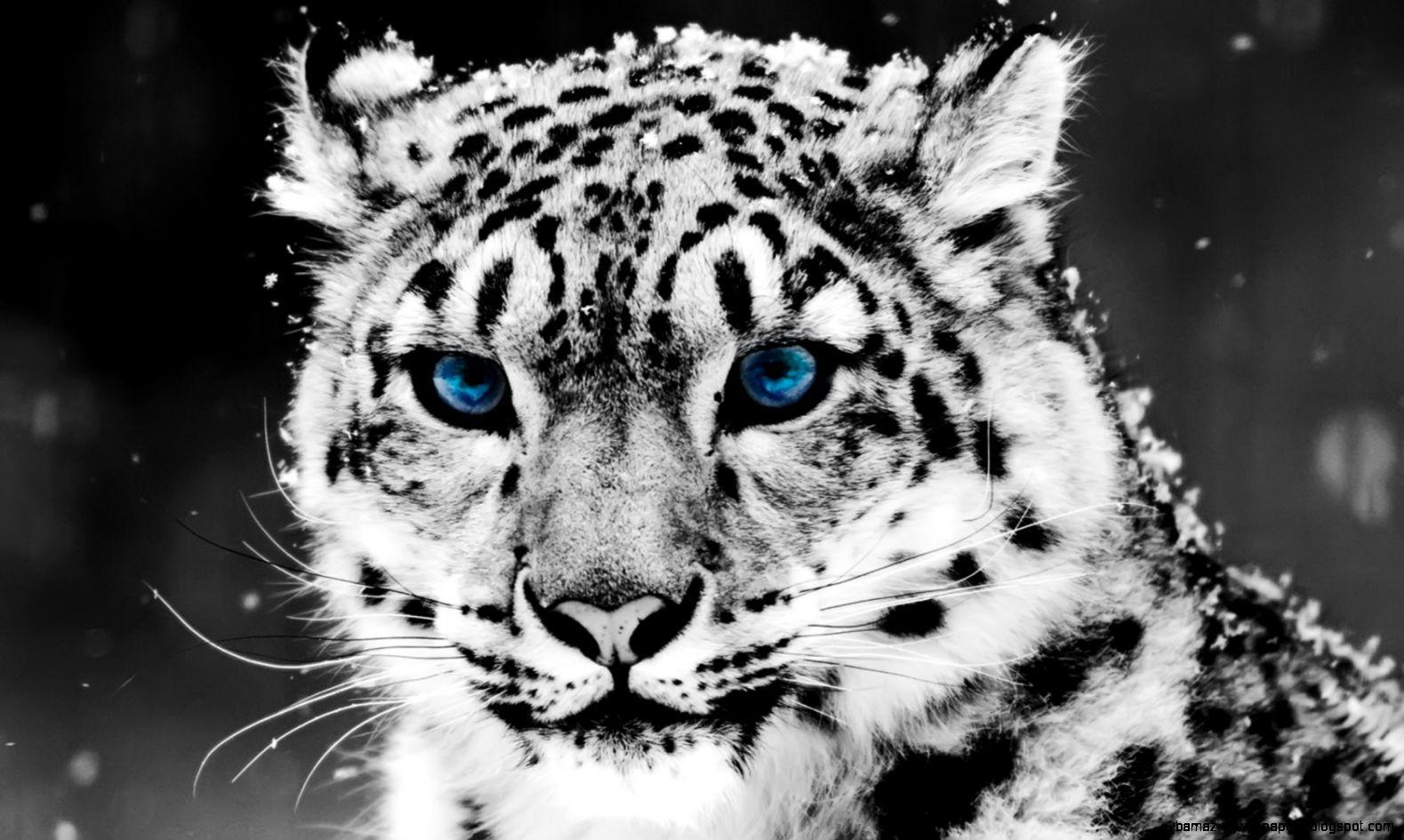 High Resolution Animals Wallpapers - Top Free High Resolution Animals ...