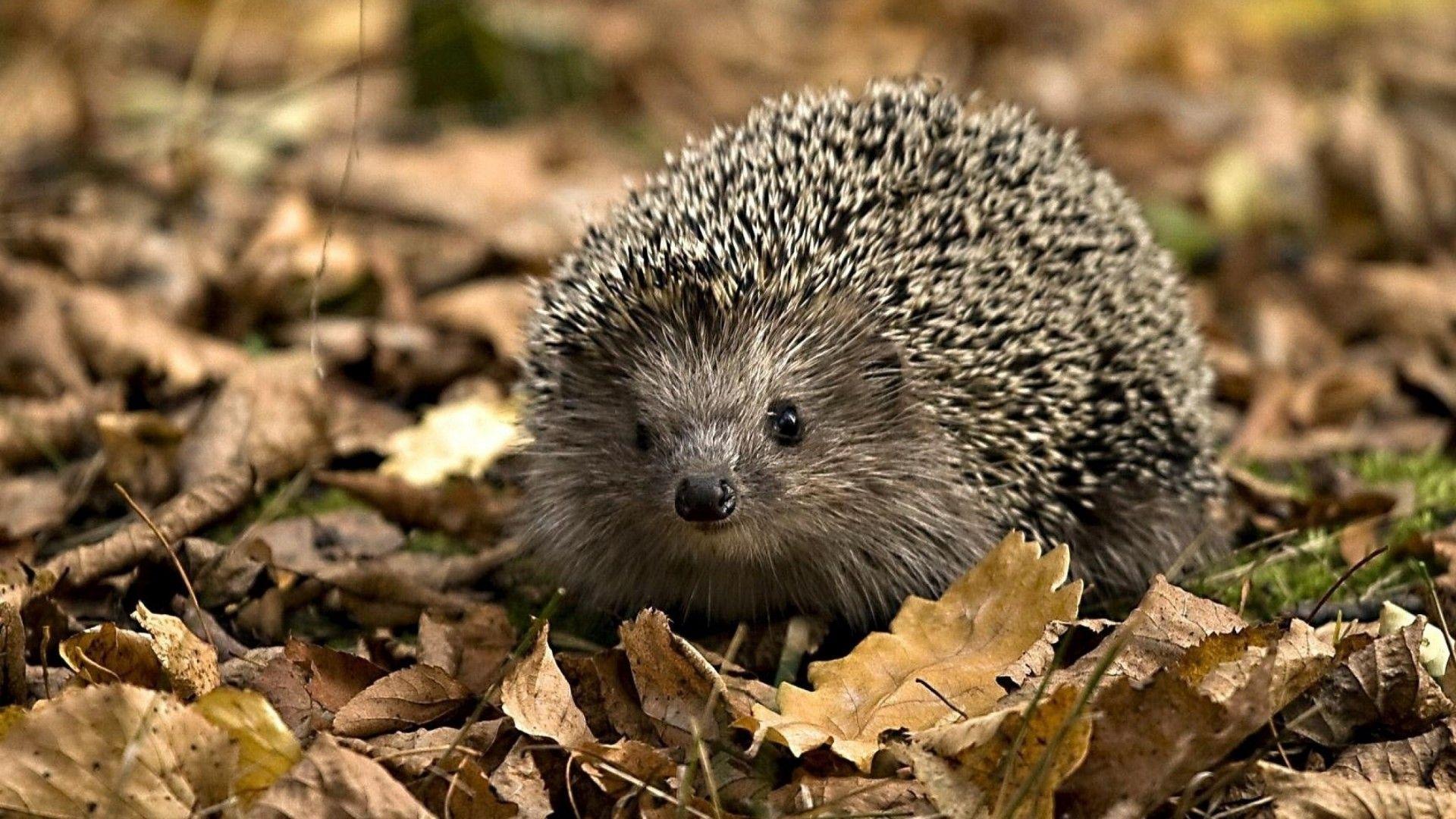 High Resolution Animals Wallpapers - Top Free High Resolution Animals ...