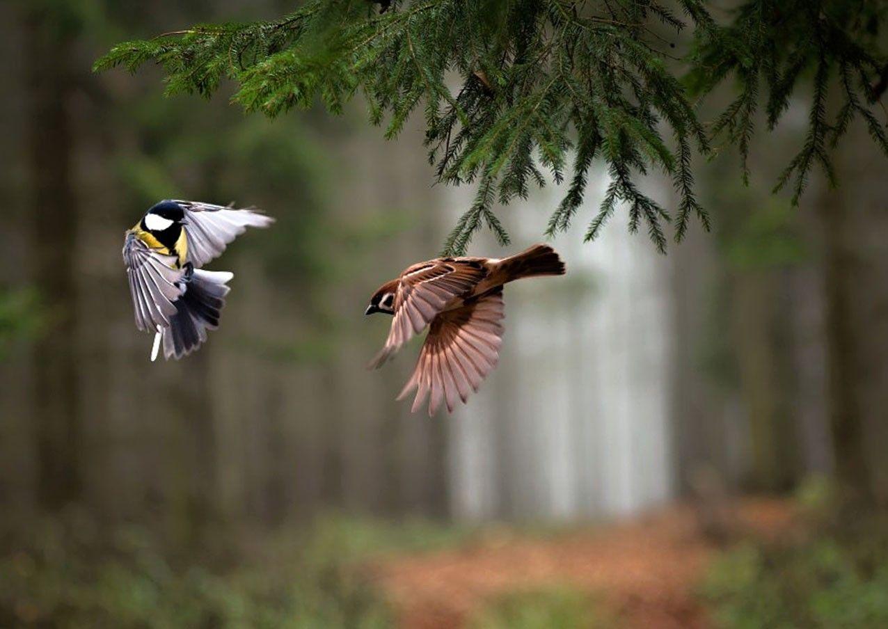 High Resolution Animals Wallpapers - Top Free High Resolution Animals ...