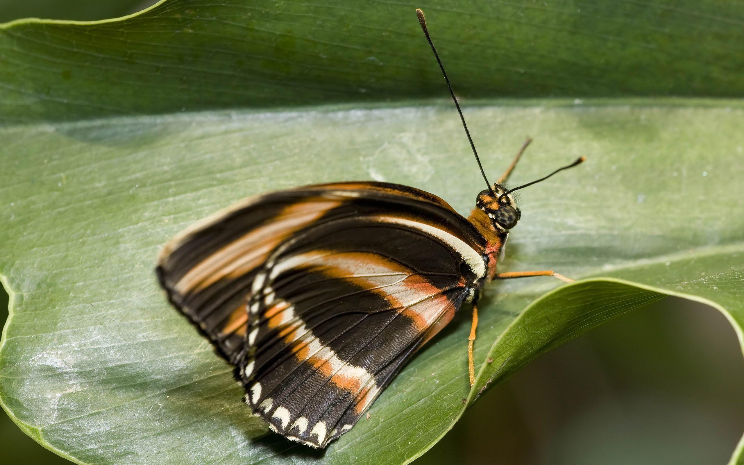 High Resolution Animals Wallpapers - Top Free High Resolution Animals ...