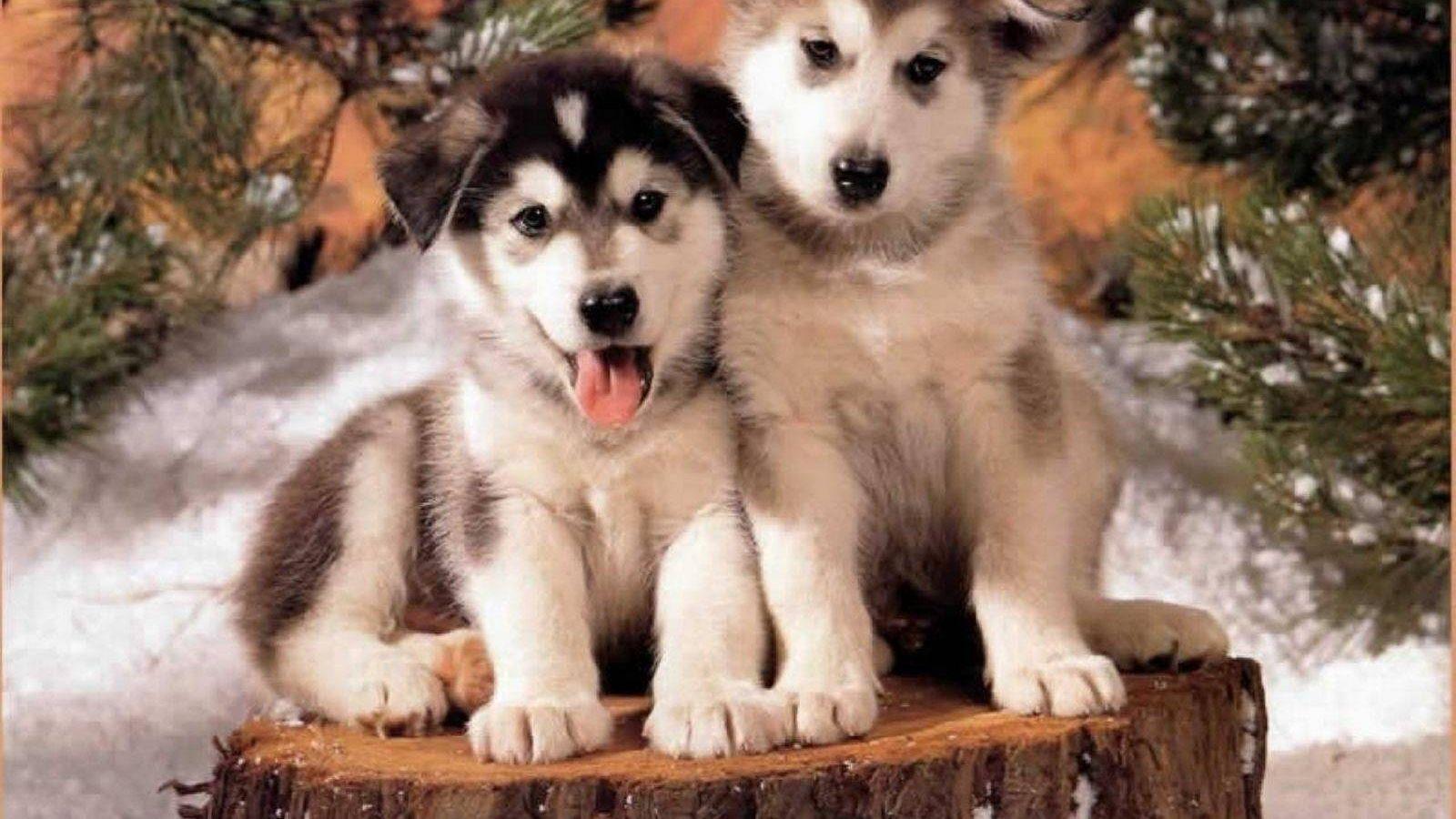 Cute Husky Wallpapers - Top Free Cute Husky Backgrounds - WallpaperAccess