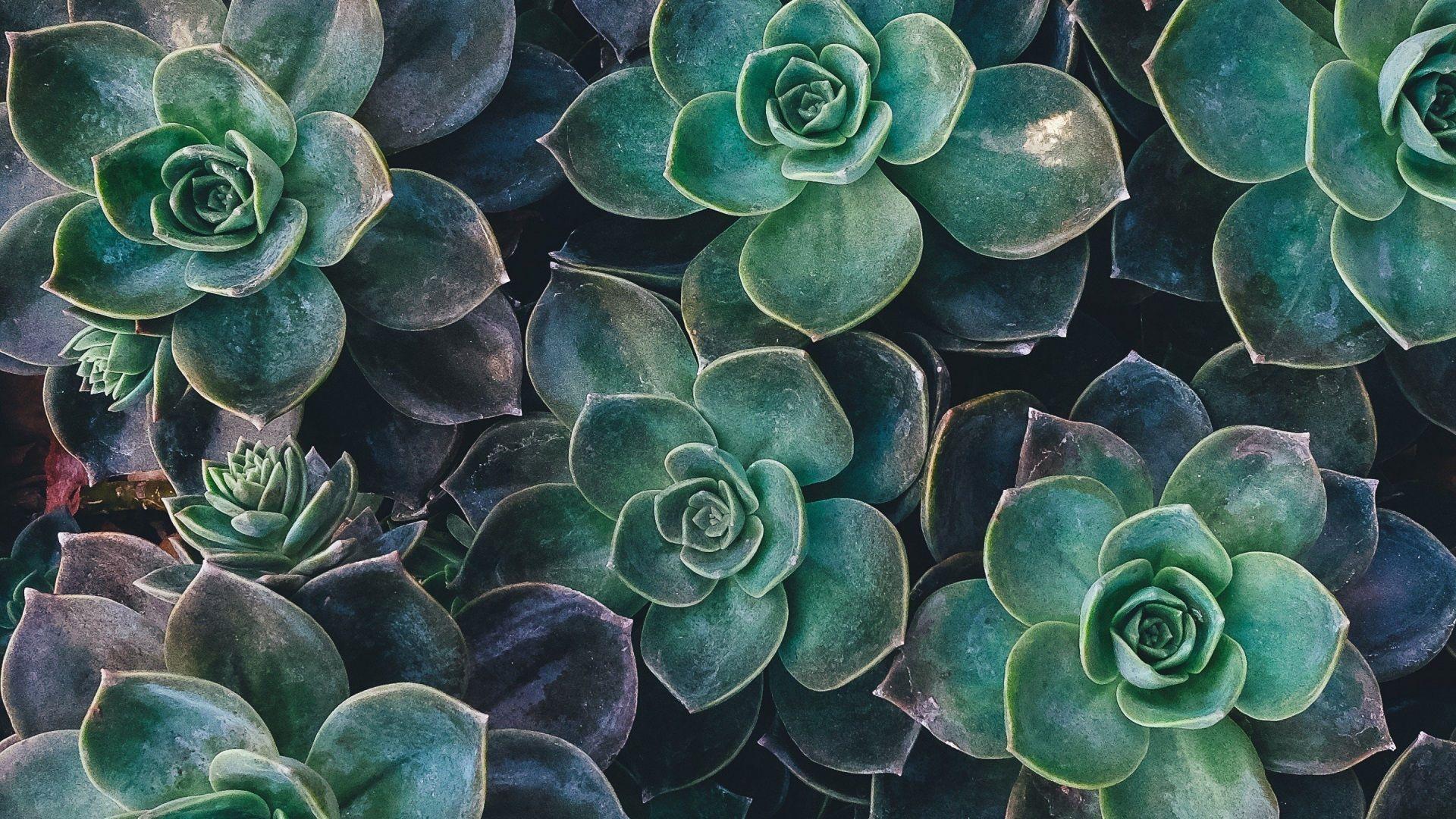 Plants Desktop Wallpapers - Top Free Plants Desktop Backgrounds ...