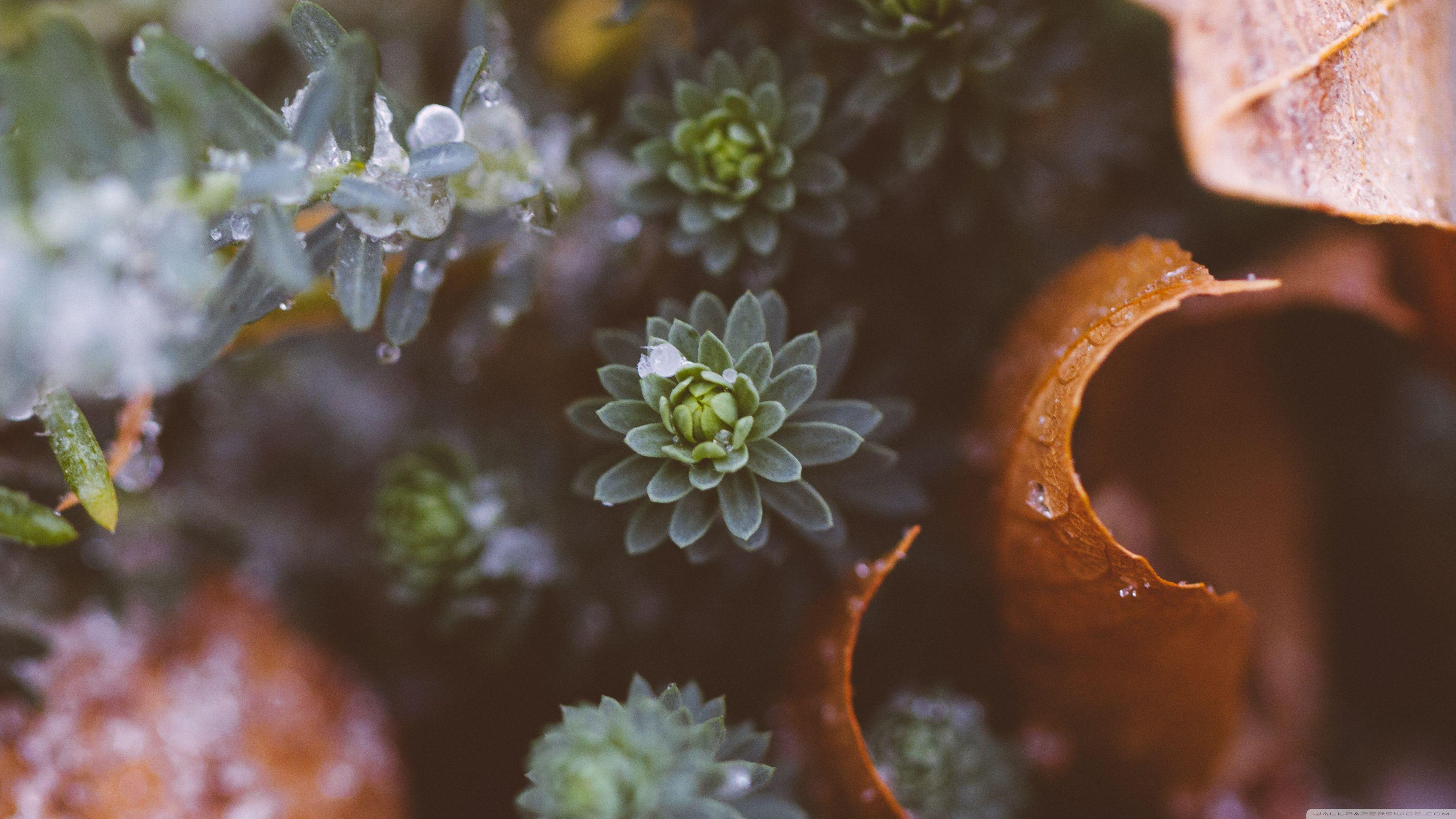 Plants Desktop Wallpapers - Top Free Plants Desktop Backgrounds ...