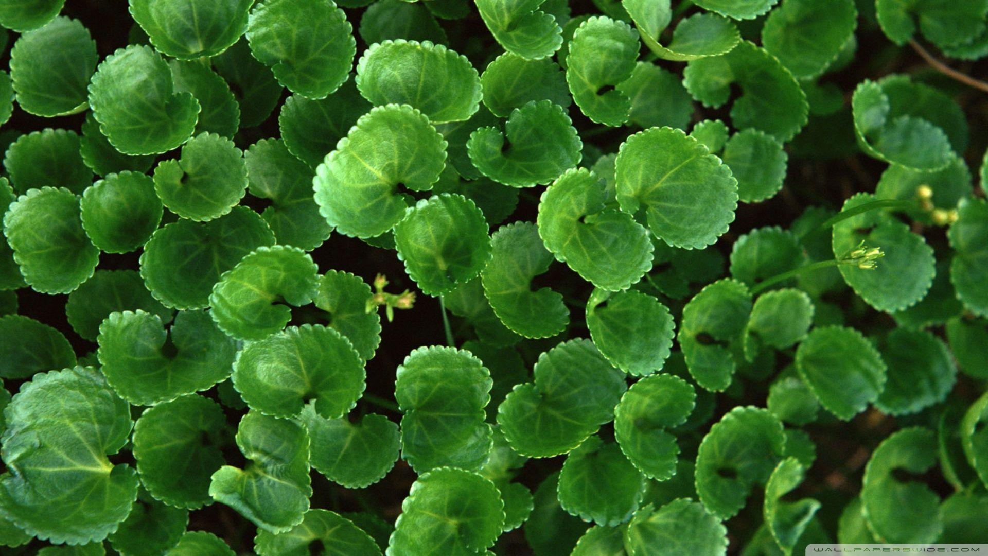 Plants Desktop Wallpapers - Top Free Plants Desktop Backgrounds ...