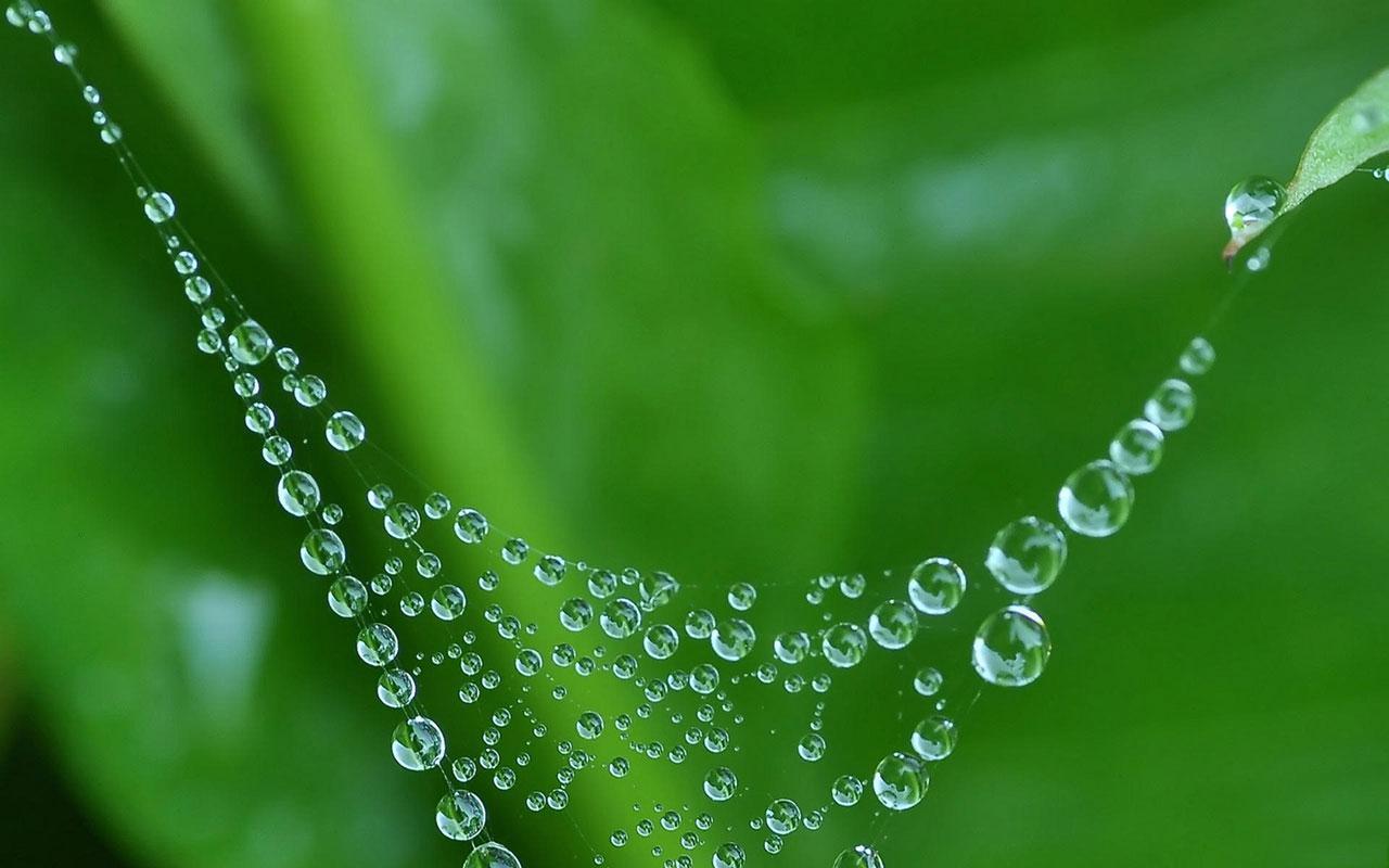 Plants Desktop Wallpapers - Top Free Plants Desktop Backgrounds ...
