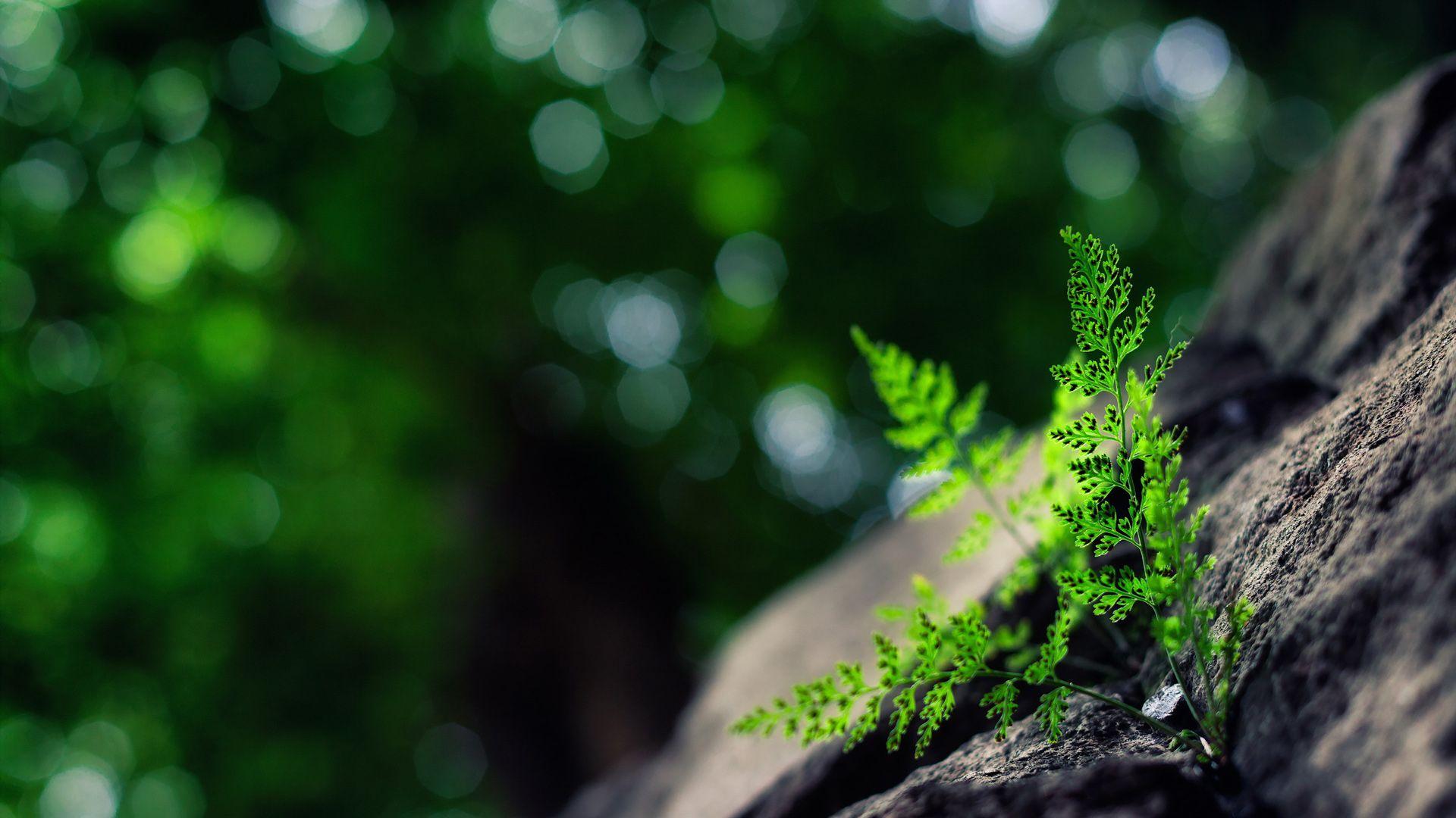 Plants Desktop Wallpapers - Top Free Plants Desktop Backgrounds ...