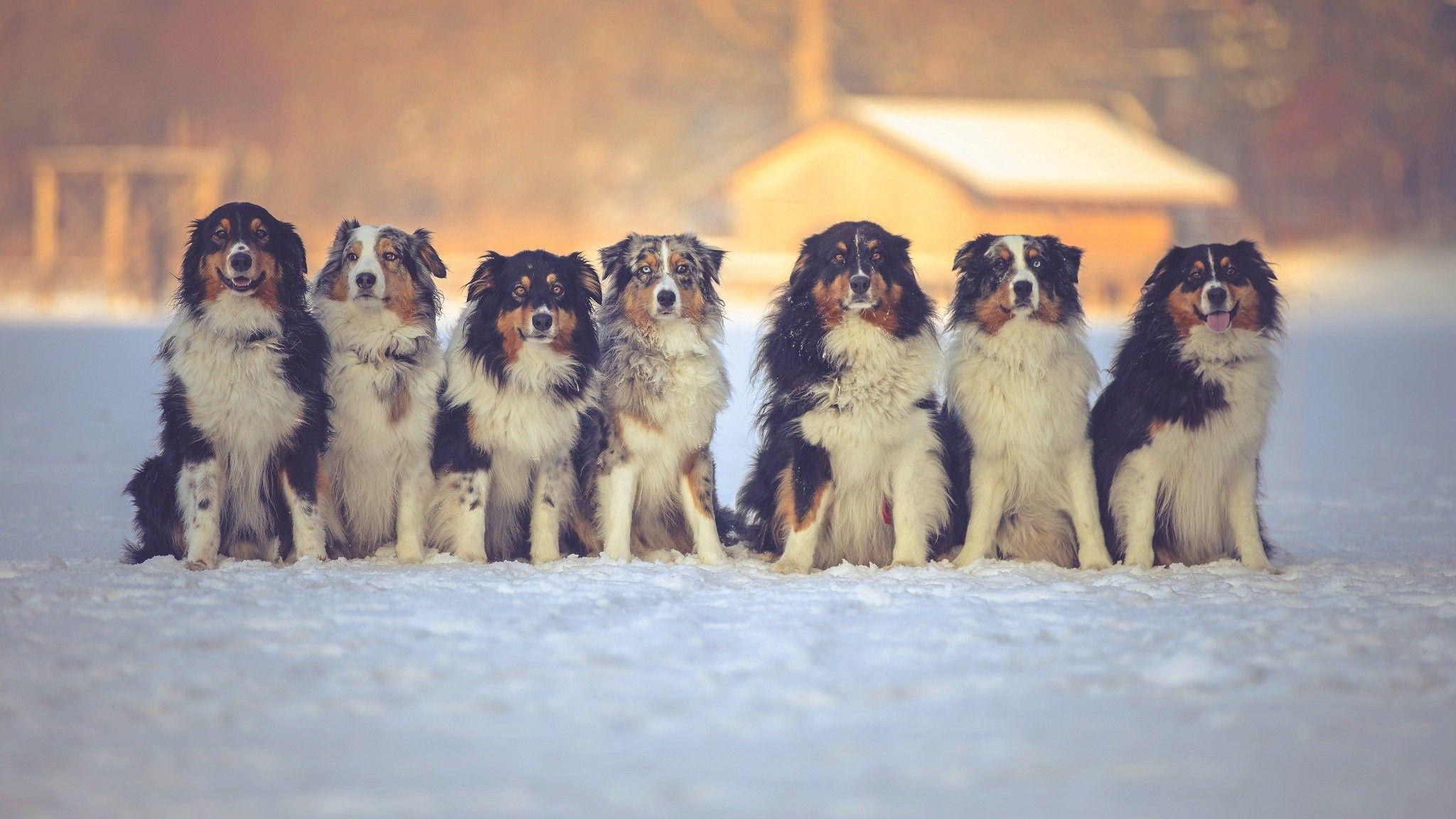 2048X1152 Dog Wallpapers - Top Free 2048X1152 Dog Backgrounds ...