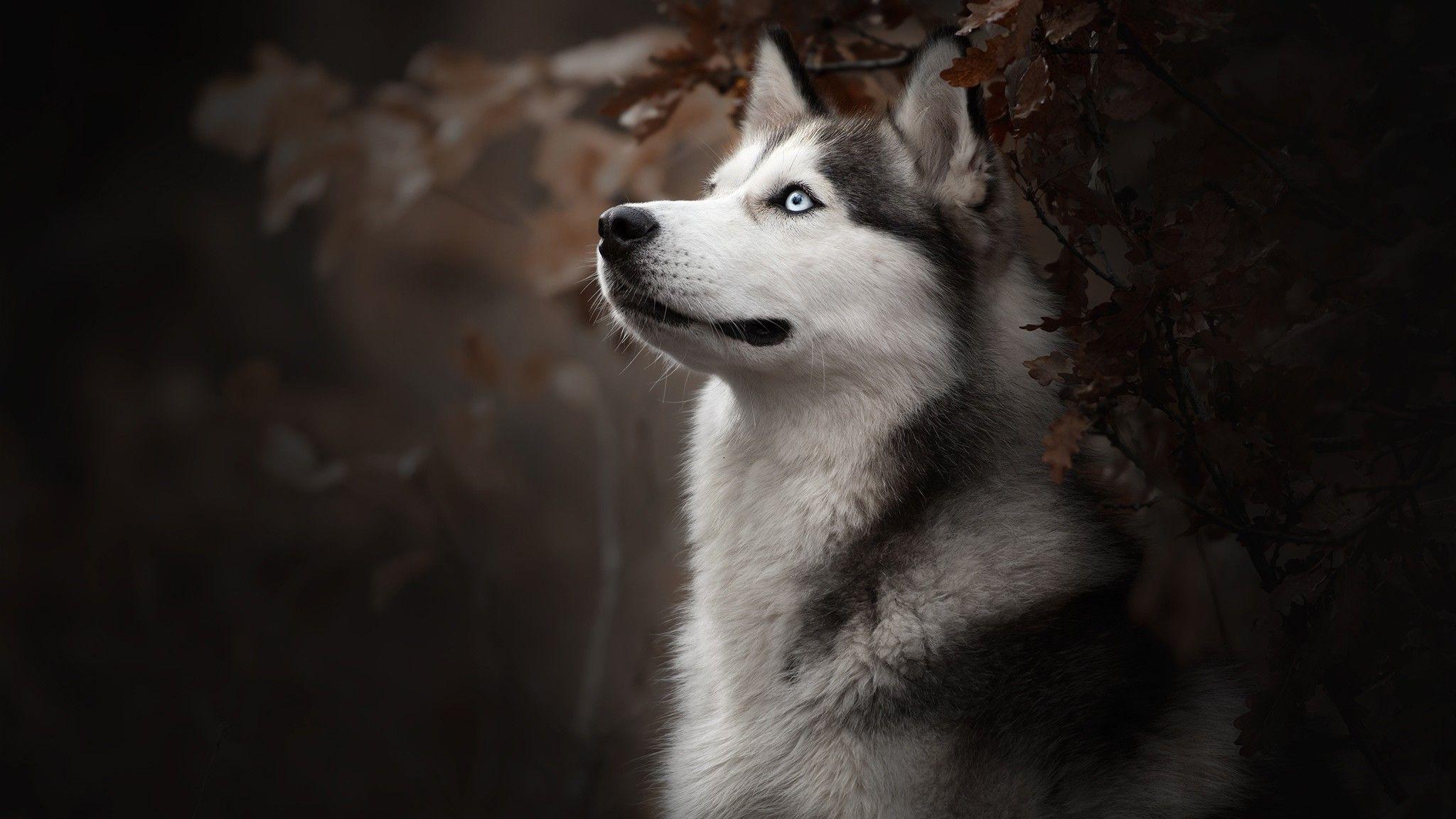 2048X1152 Dog Wallpapers - Top Free 2048X1152 Dog Backgrounds ...
