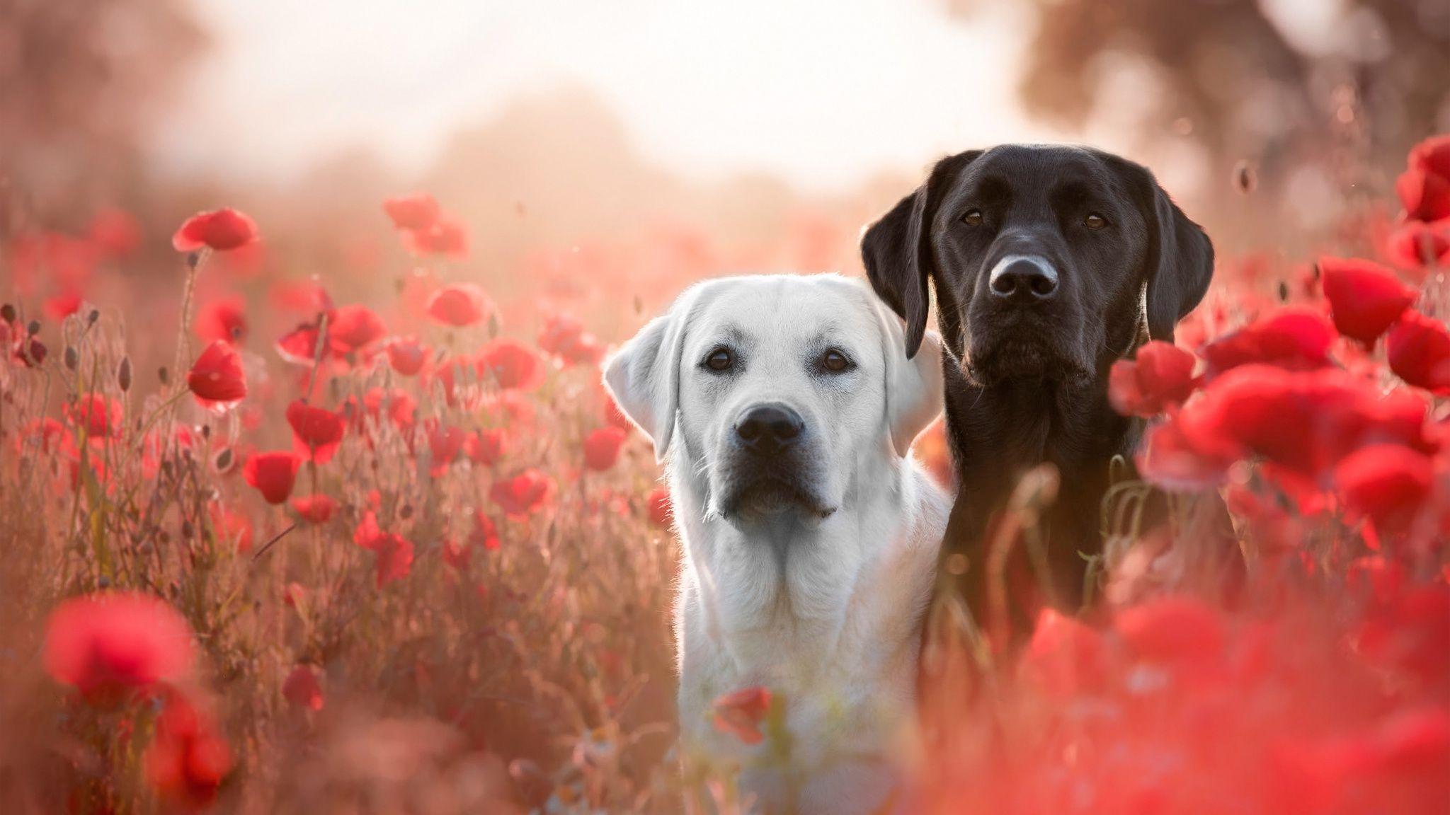 2048X1152 Dog Wallpapers - Top Free 2048X1152 Dog Backgrounds ...