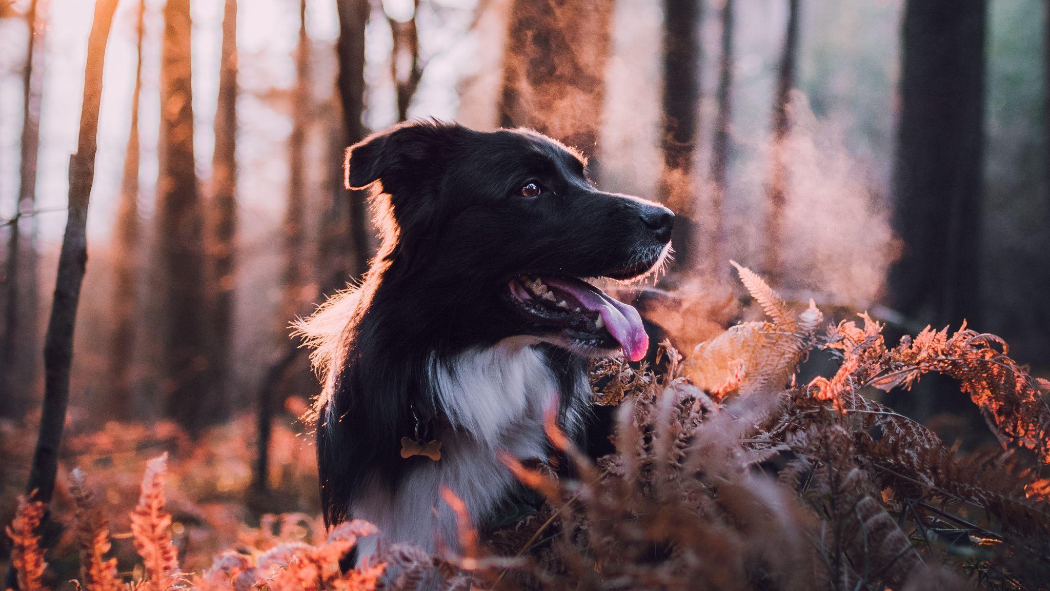 2048X1152 Dog Wallpapers - Top Free 2048X1152 Dog Backgrounds ...