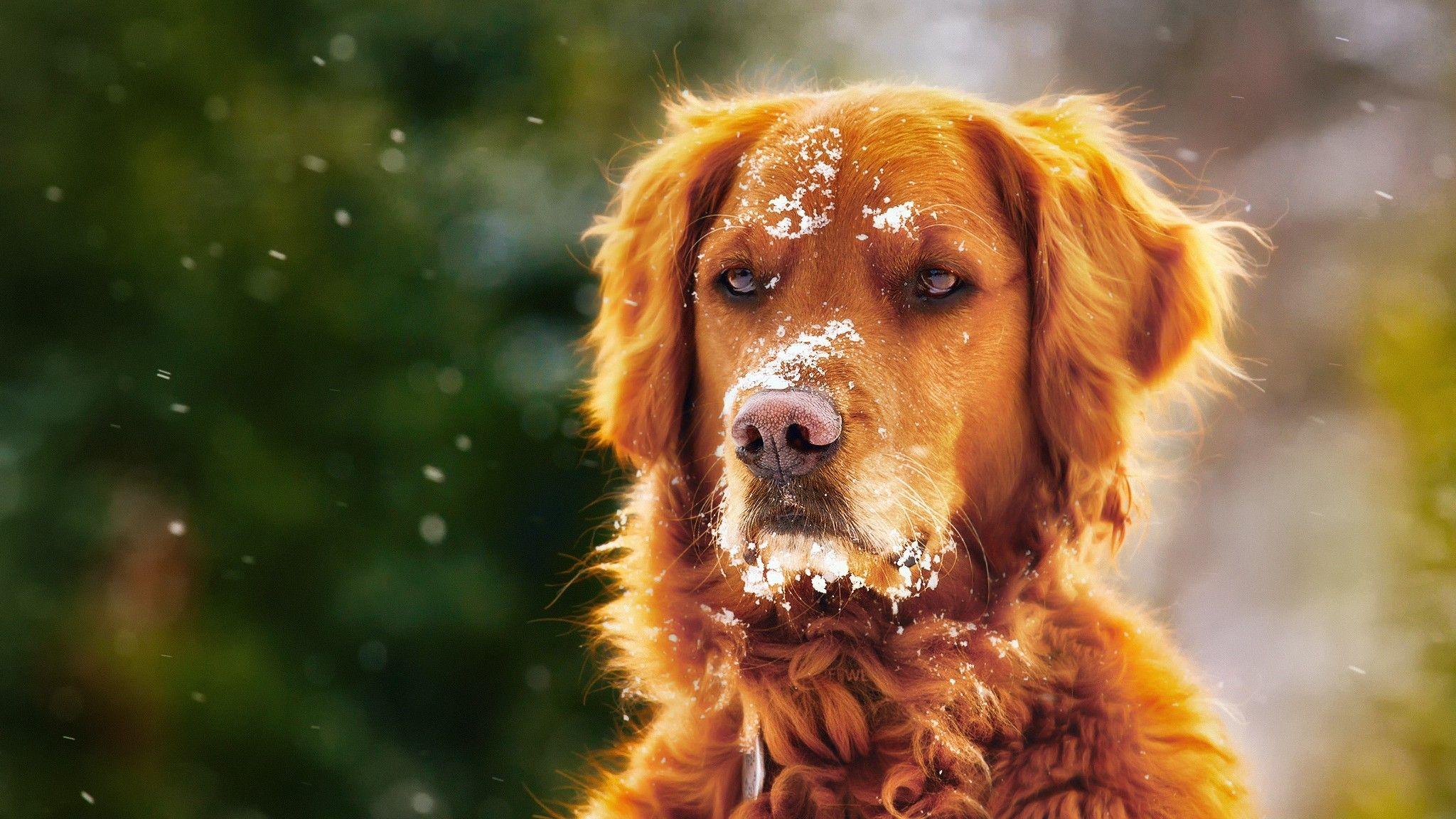 2048X1152 Dog Wallpapers - Top Free 2048X1152 Dog Backgrounds ...