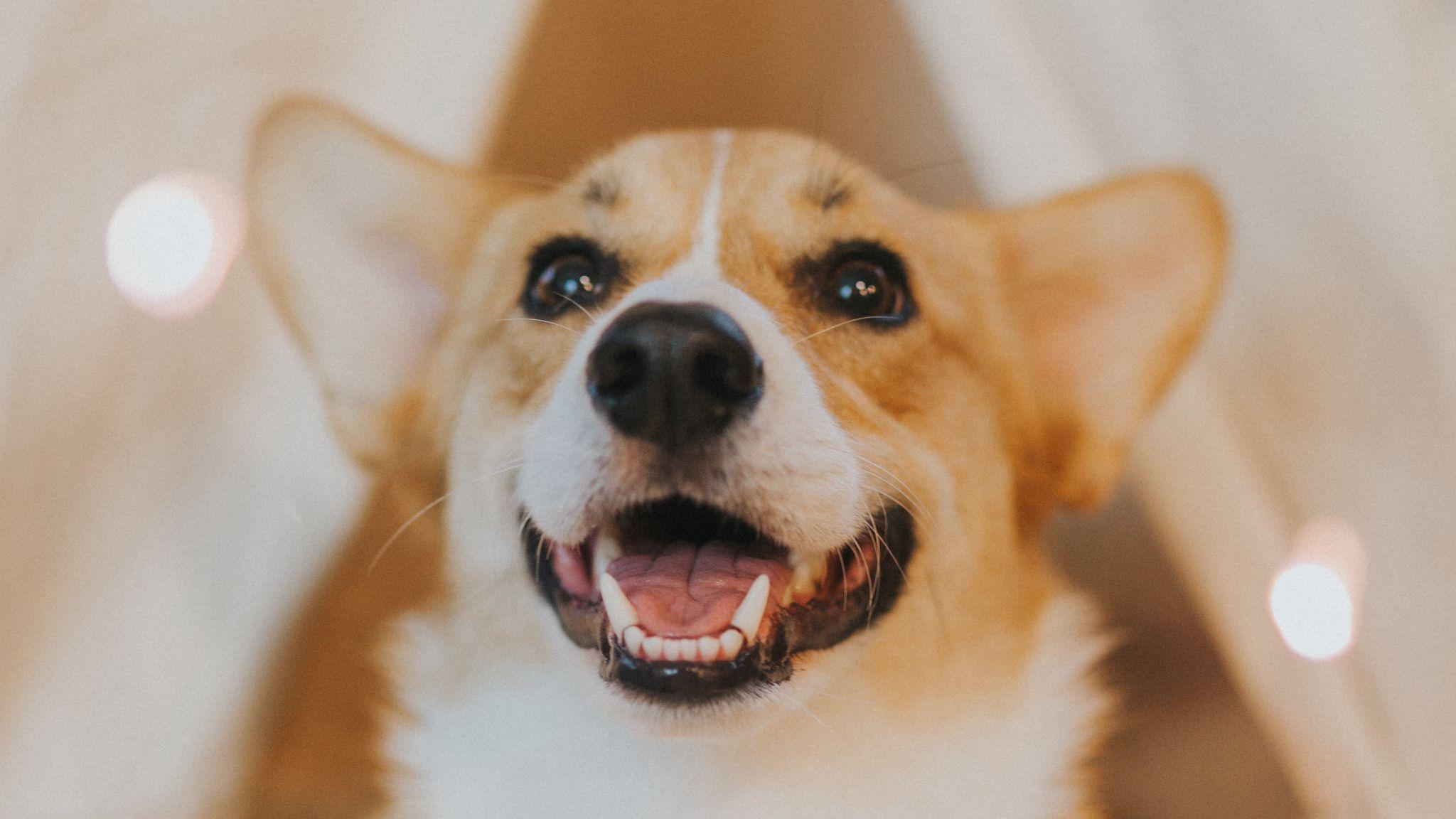 2048X1152 Dog Wallpapers - Top Free 2048X1152 Dog Backgrounds ...
