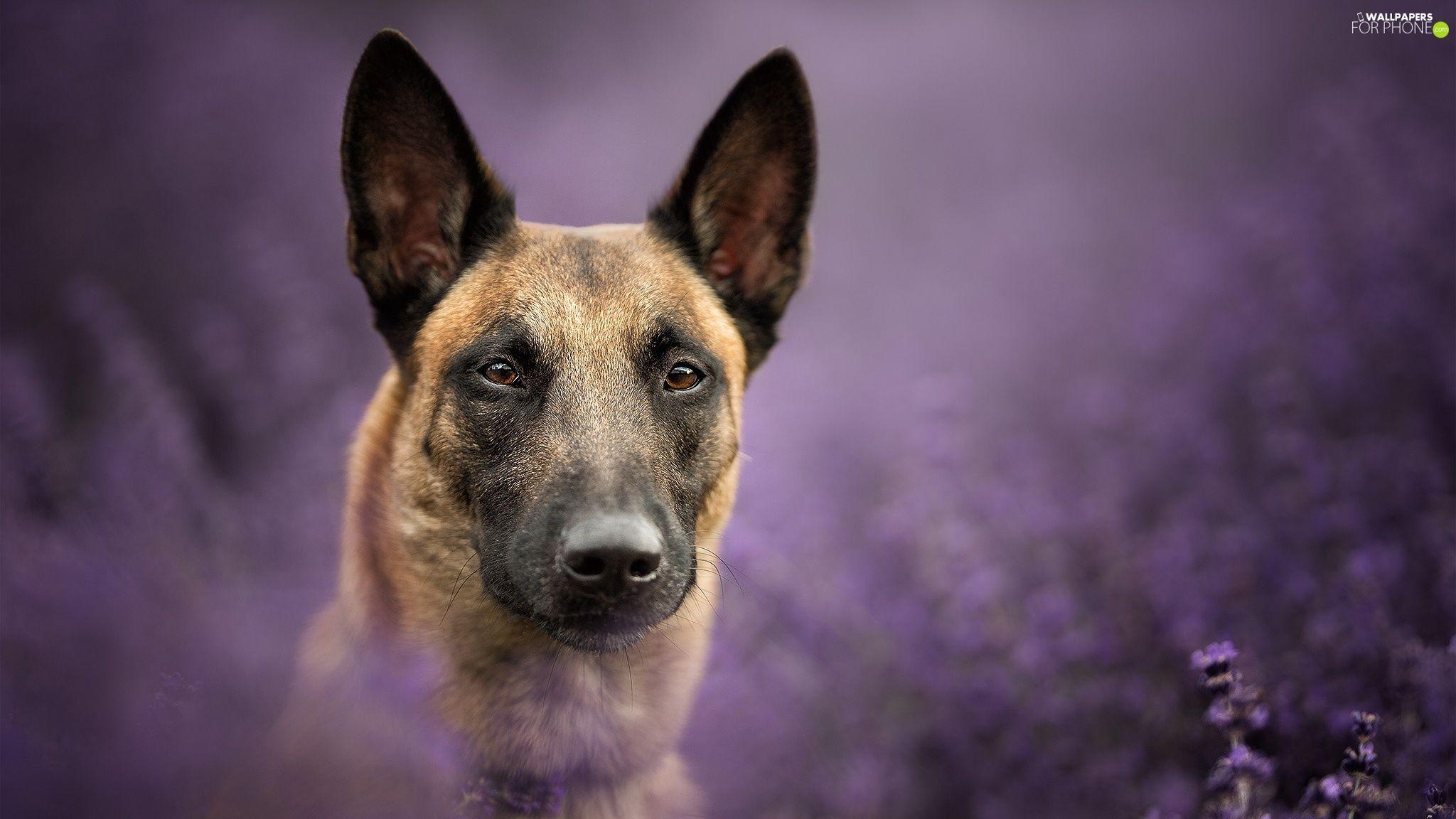 Belgian Malinois Puppy Wallpapers - Top Free Belgian Malinois Puppy ...