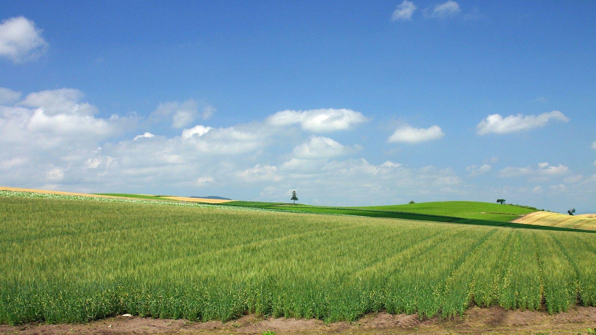 Open Field Wallpapers - Top Free Open Field Backgrounds - WallpaperAccess