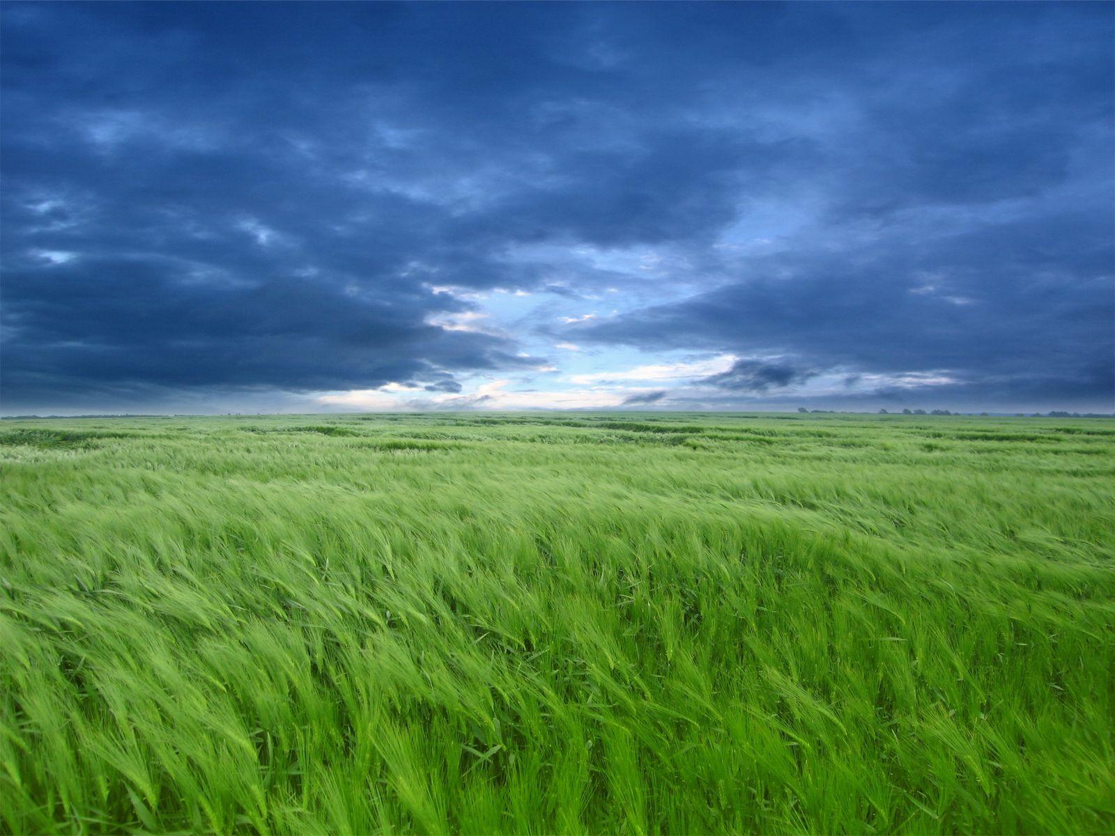 Open Field Wallpapers - Top Free Open Field Backgrounds - WallpaperAccess
