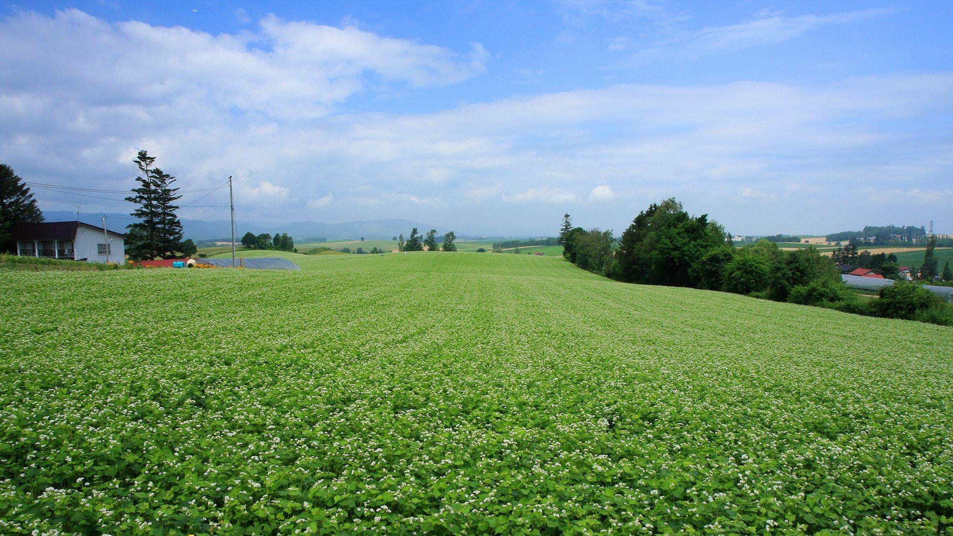 Open Field Wallpapers - Top Free Open Field Backgrounds - WallpaperAccess