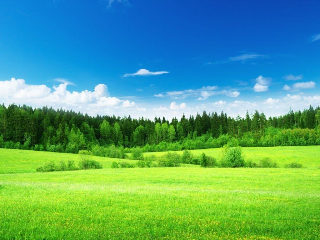 Sky and Tree Wallpapers - Top Free Sky and Tree Backgrounds ...