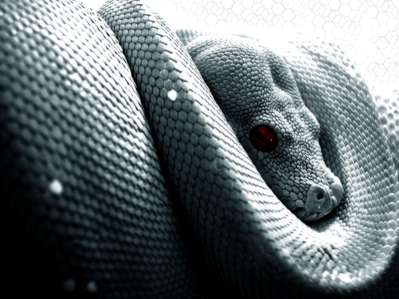 White Snakes Wallpapers - Top Free White Snakes Backgrounds ...