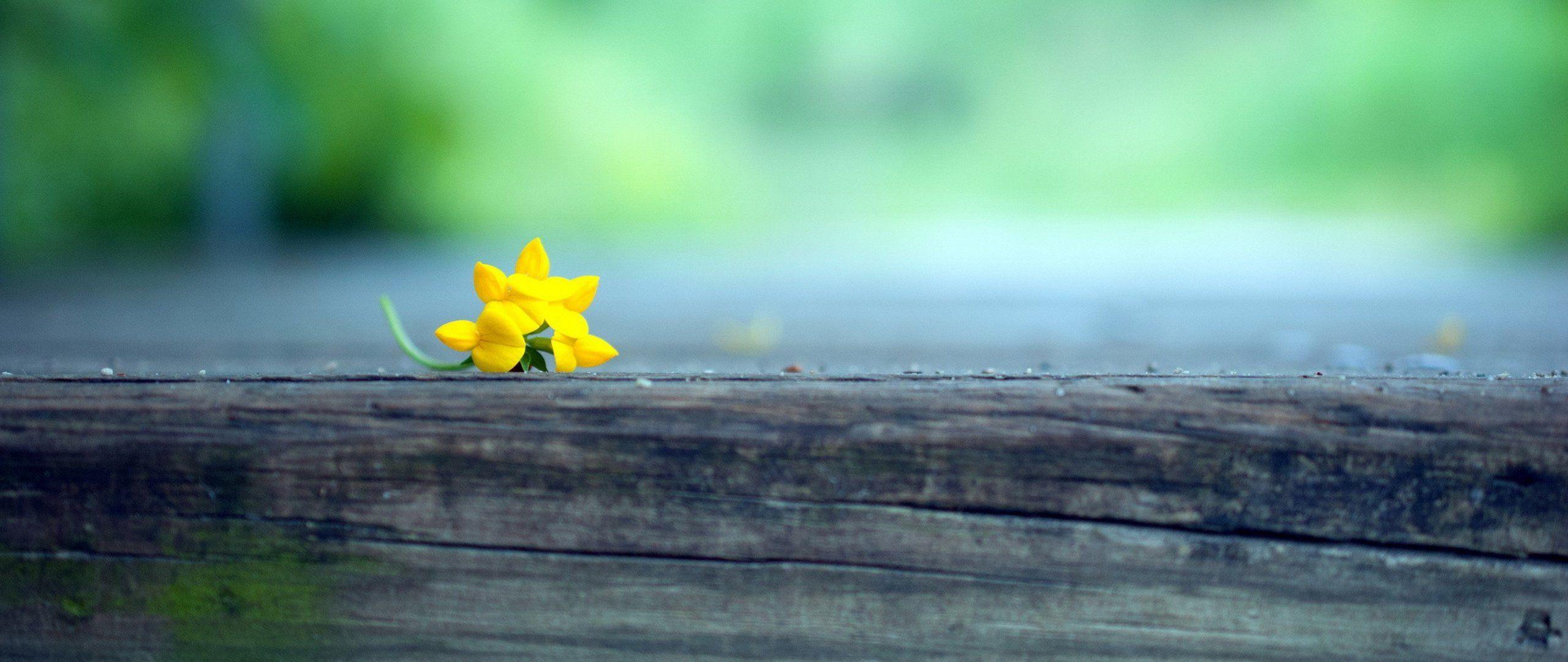 Yellow Photography Wallpapers - Top Free Yellow Photography Backgrounds ...