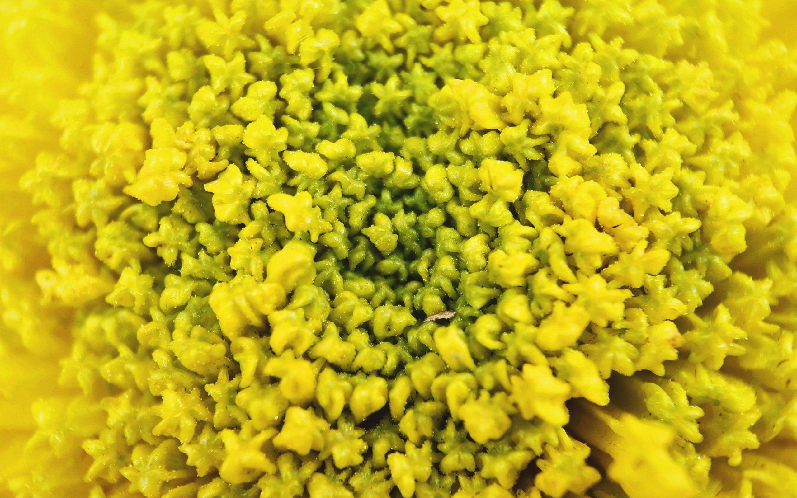 Yellow Photography Wallpapers - Top Free Yellow Photography Backgrounds ...