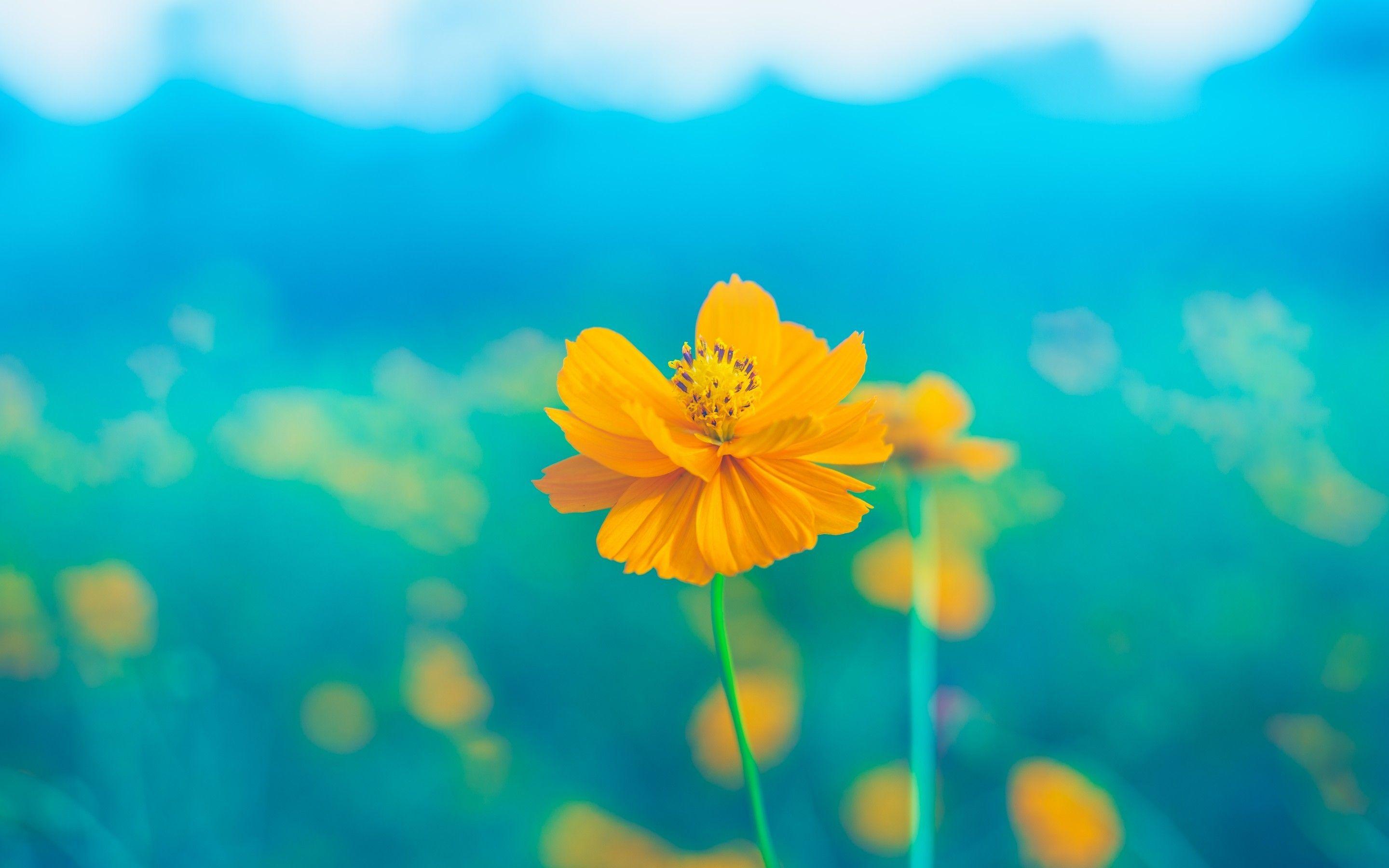 Yellow Photography Wallpapers - Top Free Yellow Photography Backgrounds ...