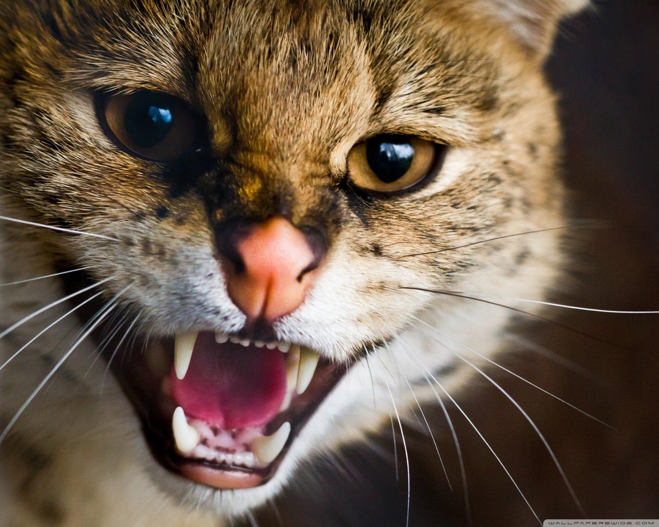 Angry Cat Wallpapers - Top Free Angry Cat Backgrounds - WallpaperAccess