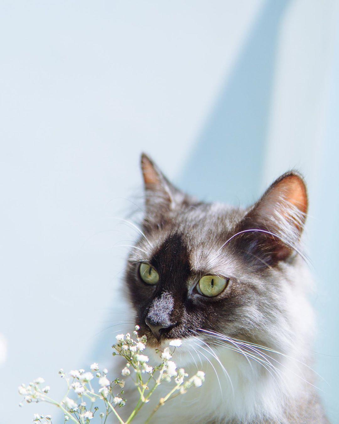 Beautiful Cat Wallpapers - Top Free Beautiful Cat Backgrounds ...