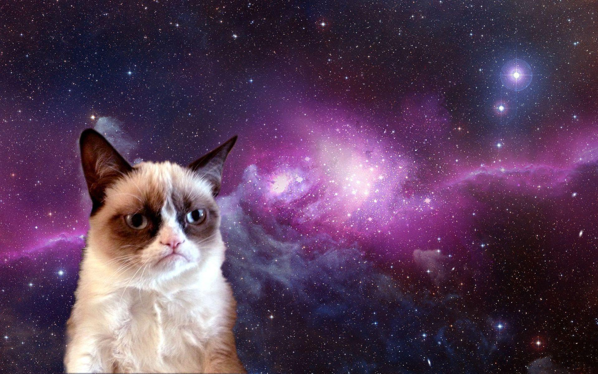 Angry Cat Wallpapers - Top Free Angry Cat Backgrounds - WallpaperAccess