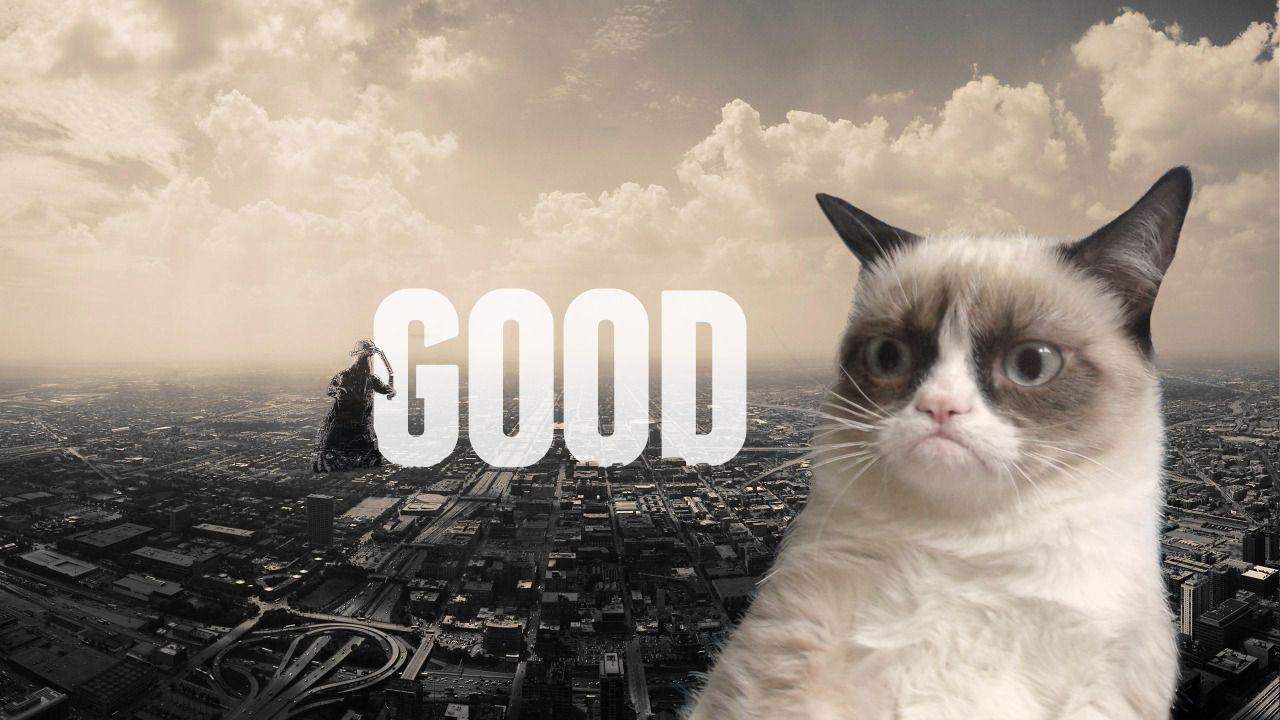 Angry Cat Wallpapers - Top Free Angry Cat Backgrounds - WallpaperAccess