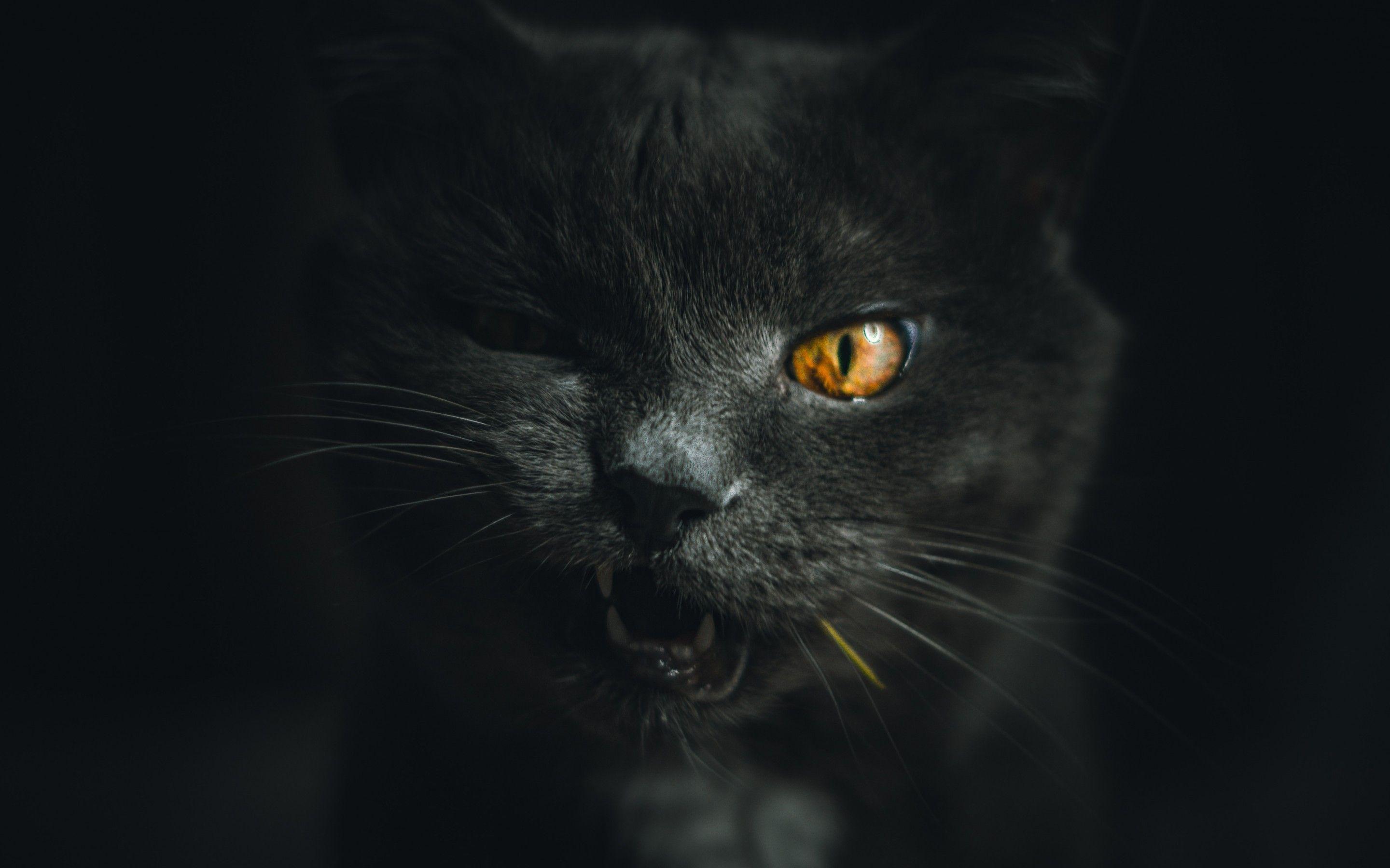 Angry Cat Wallpapers - Top Free Angry Cat Backgrounds - WallpaperAccess