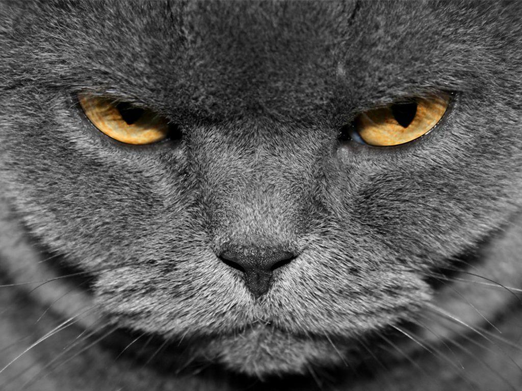 Angry Cat Wallpapers - Top Free Angry Cat Backgrounds - WallpaperAccess