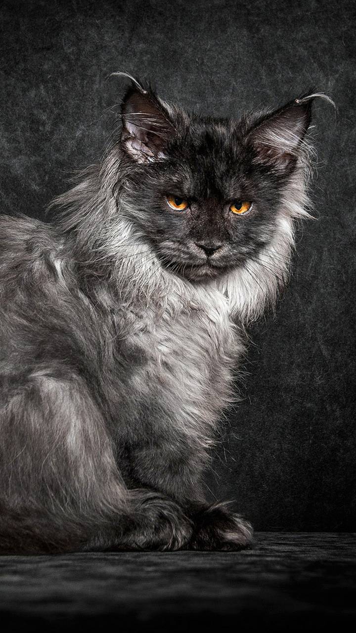 Angry Cat Wallpapers - Top Free Angry Cat Backgrounds - WallpaperAccess