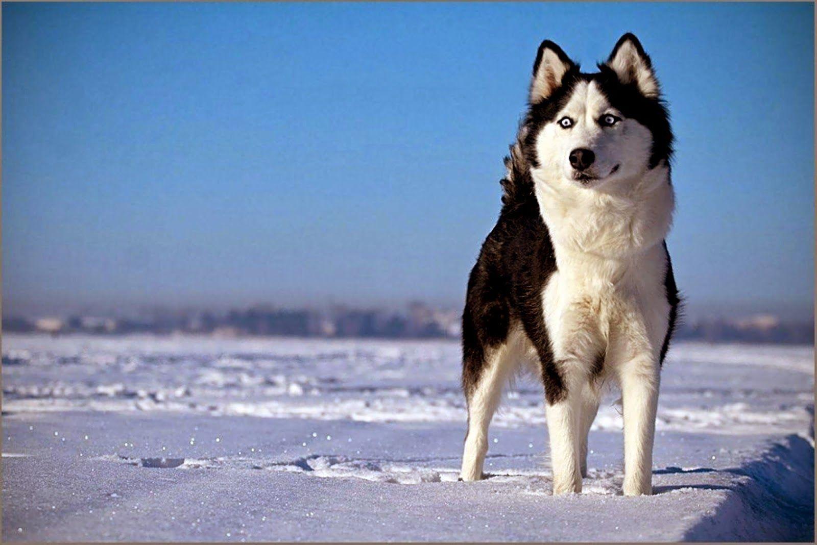 Cool Husky Wallpapers - Top Free Cool Husky Backgrounds - WallpaperAccess