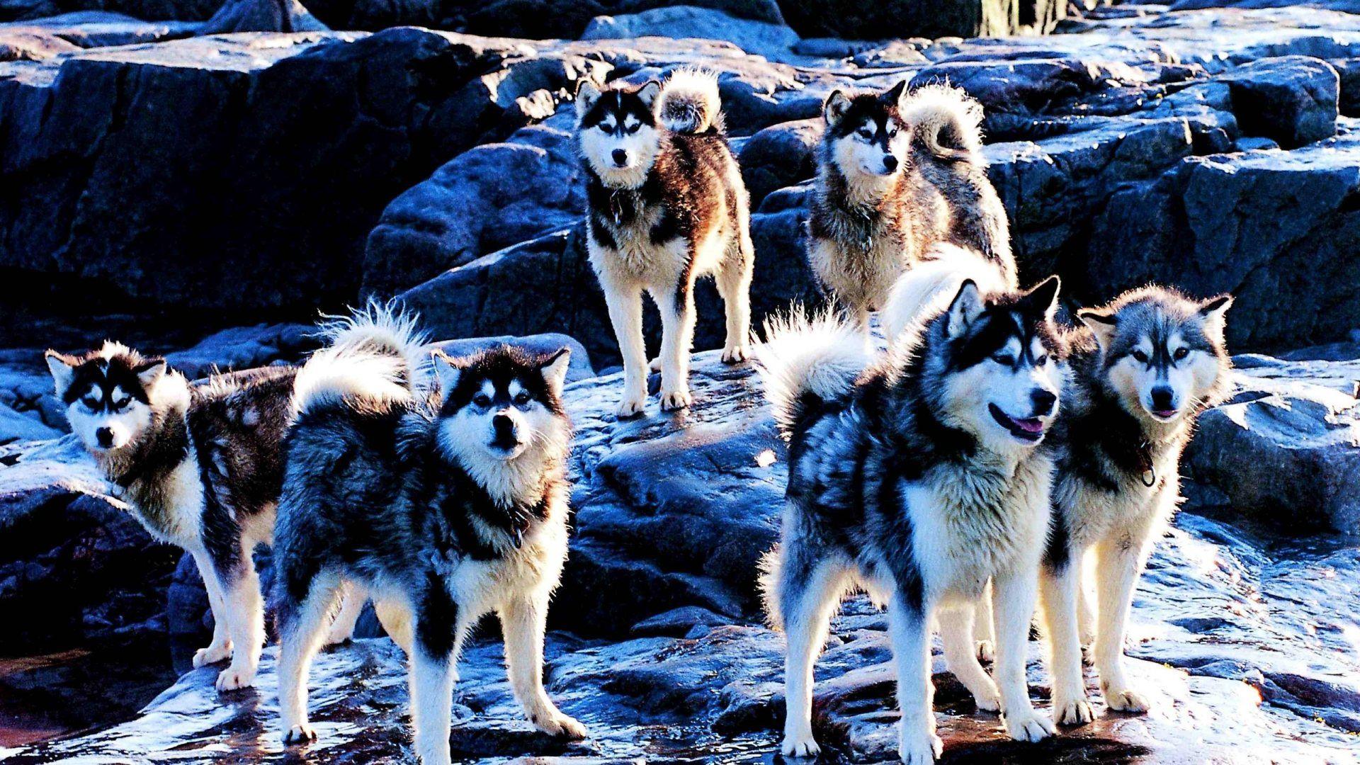 Cool Husky Wallpapers - Top Free Cool Husky Backgrounds - WallpaperAccess