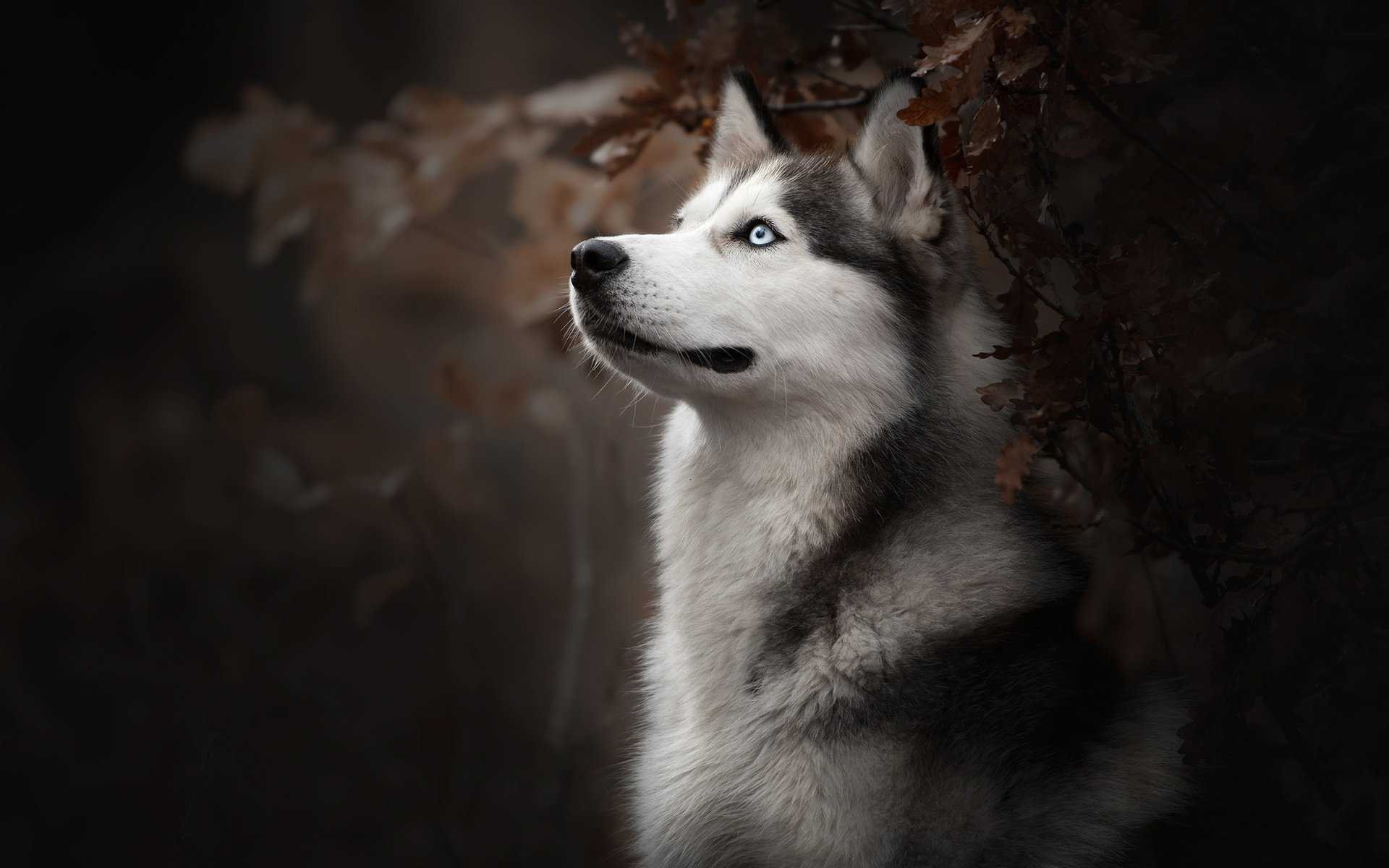 Cool Husky Wallpapers - Top Free Cool Husky Backgrounds - WallpaperAccess