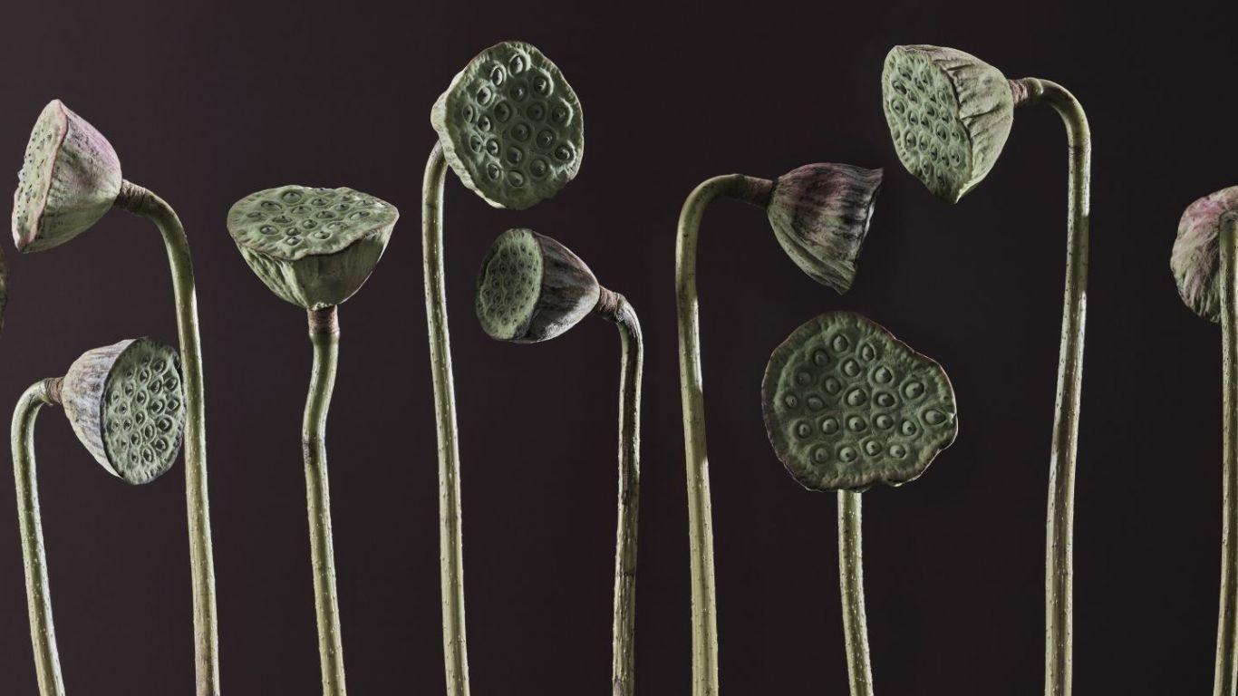 Botany Wallpapers - Top Free Botany Backgrounds - WallpaperAccess