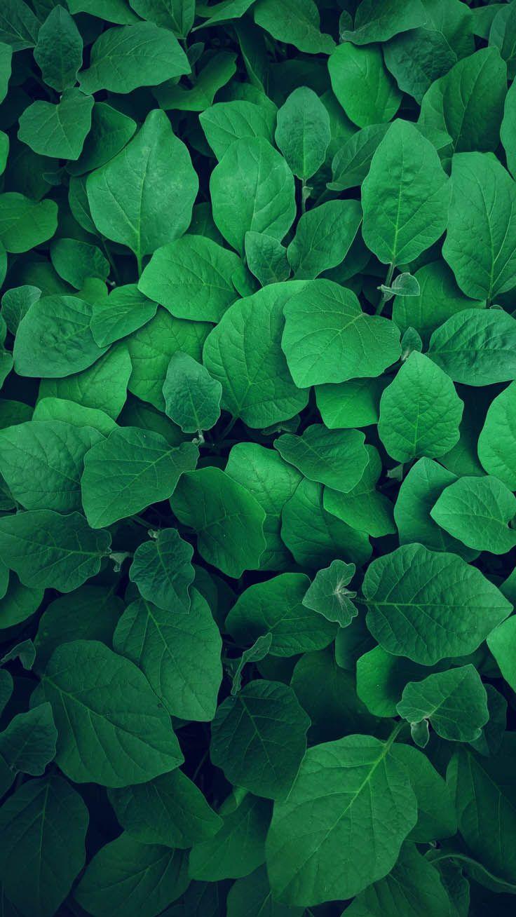 Botany Wallpapers - Top Free Botany Backgrounds - WallpaperAccess