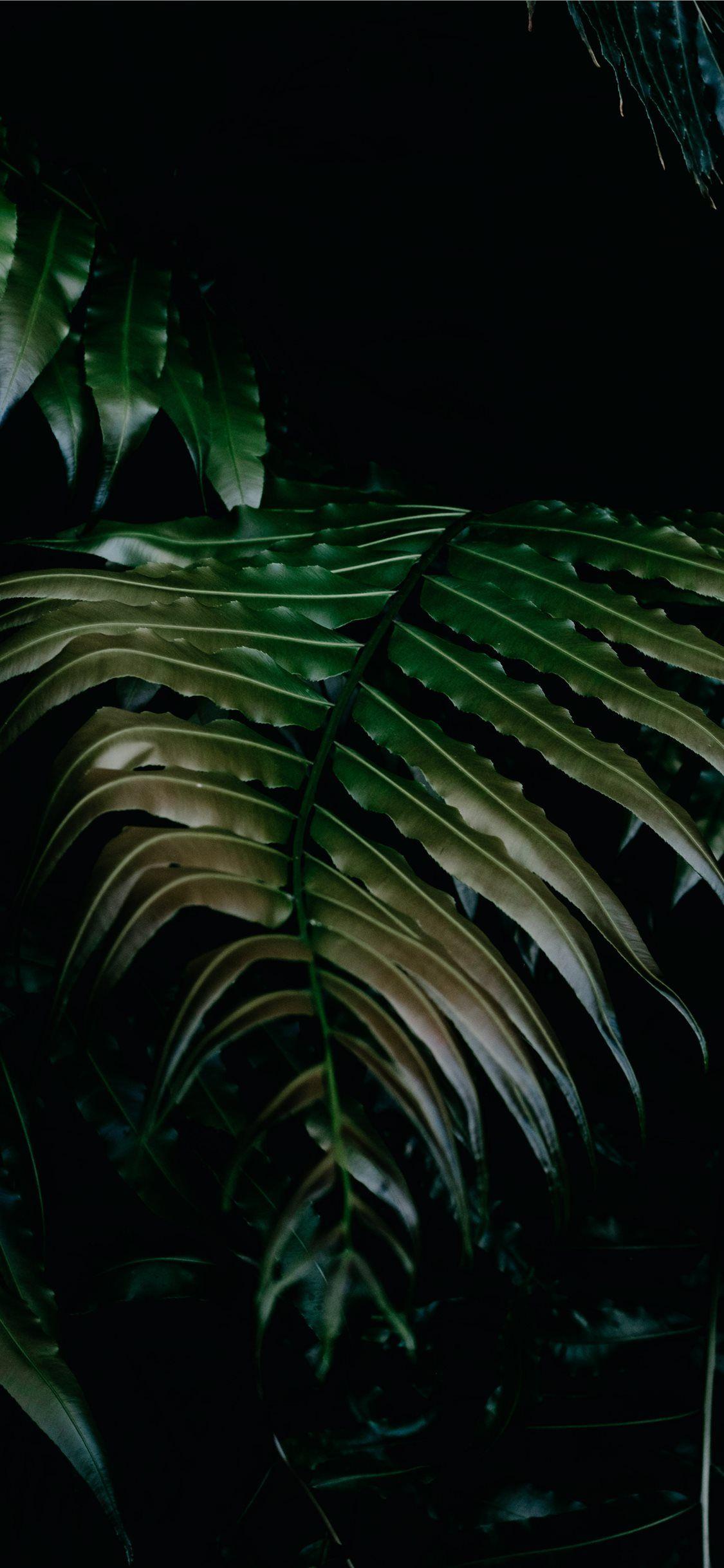 Botany Wallpapers - Top Free Botany Backgrounds - WallpaperAccess