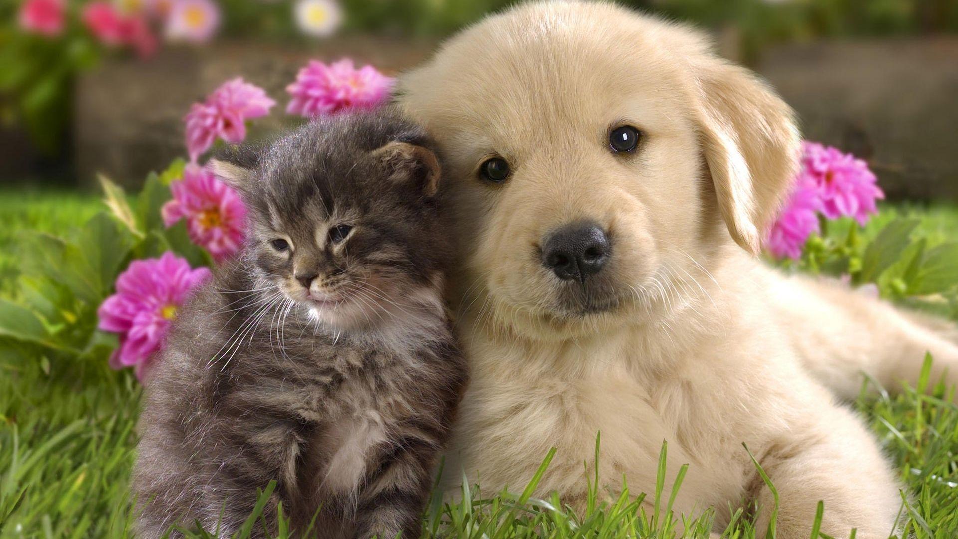 Animals Desktop Wallpapers - Top Free Animals Desktop Backgrounds ...