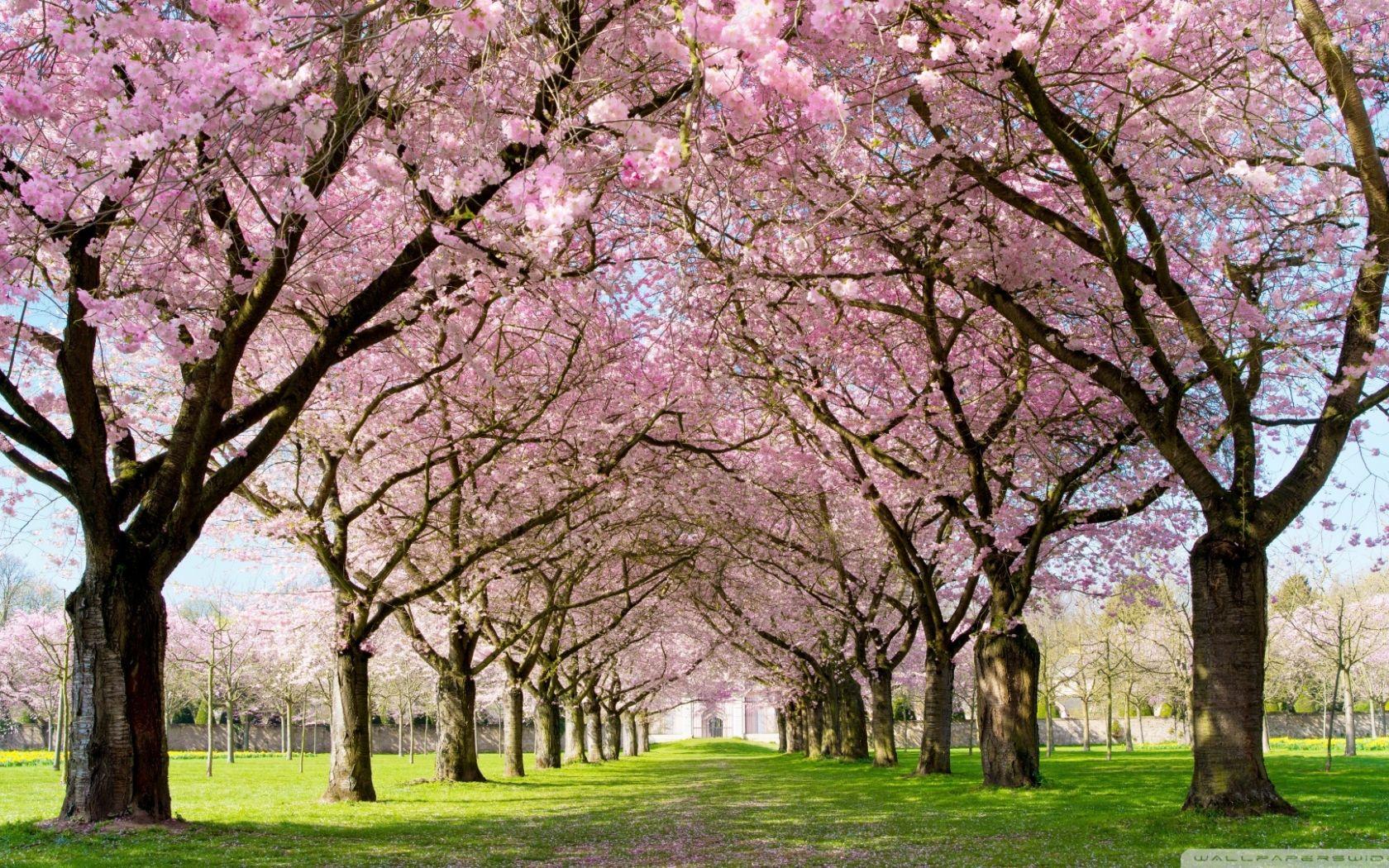 Spring Park Wallpapers - Top Free Spring Park Backgrounds - WallpaperAccess