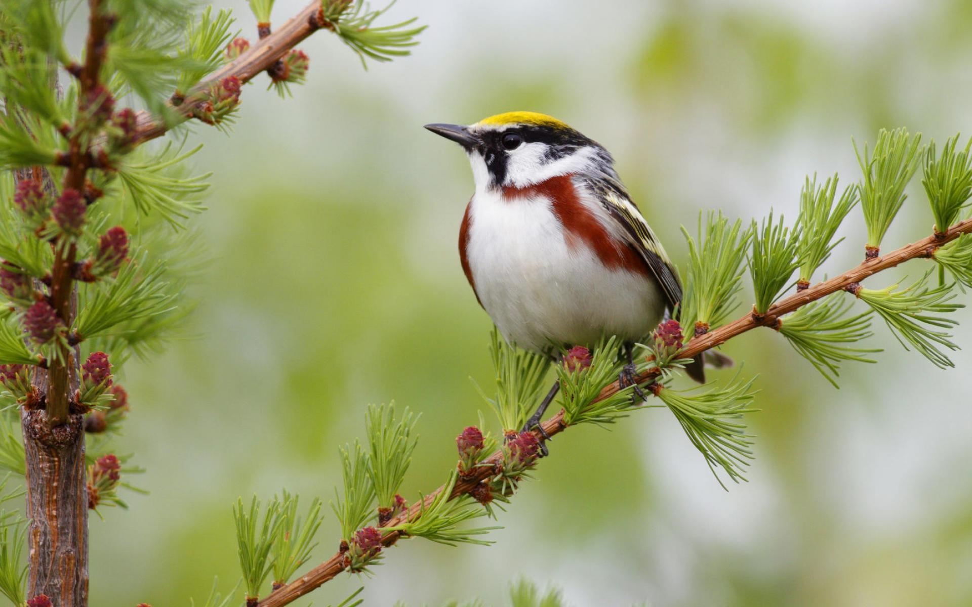 Animals Desktop Wallpapers - Top Free Animals Desktop Backgrounds ...